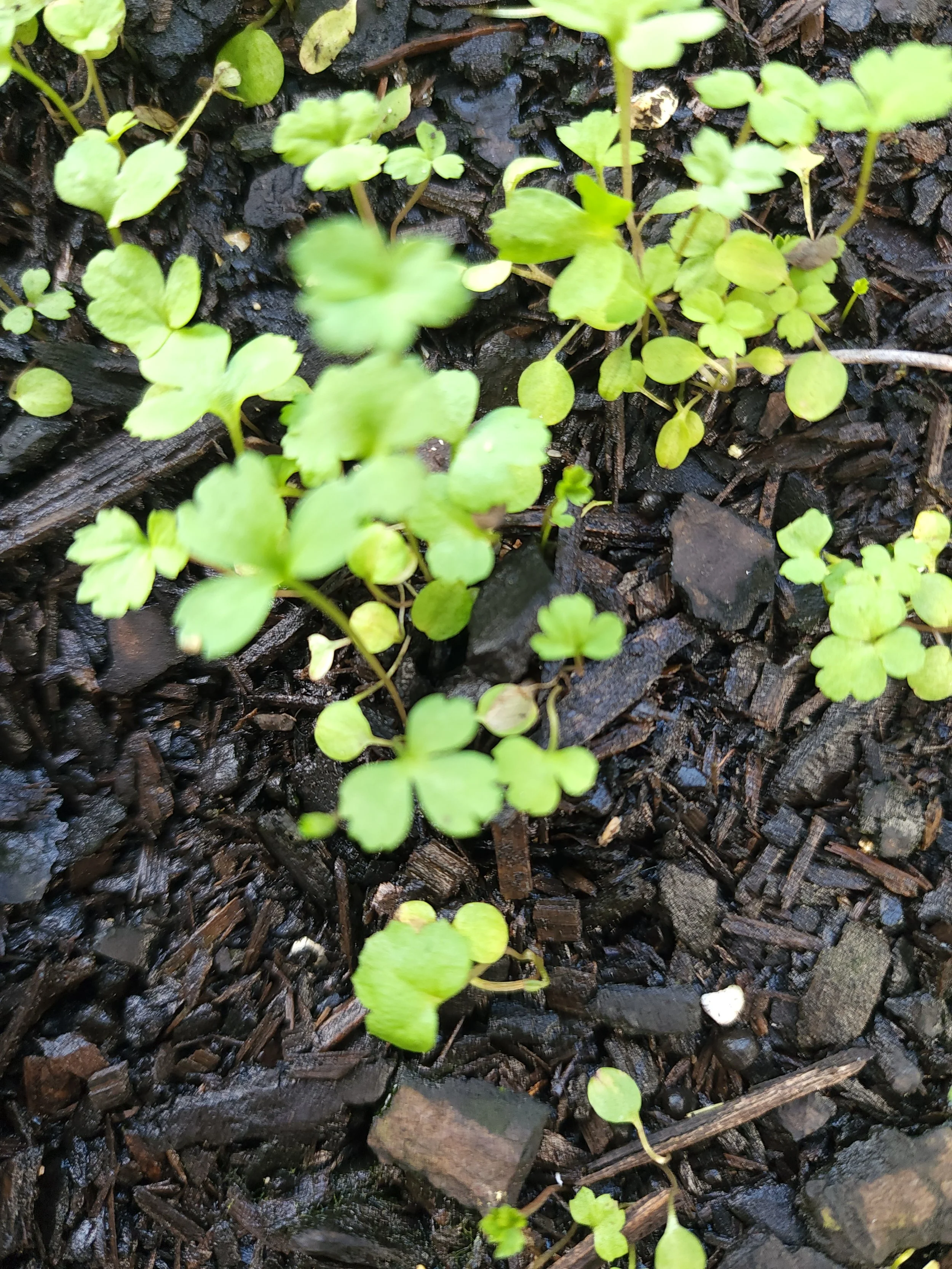Seedling identification — Wild Violet Flower Farm