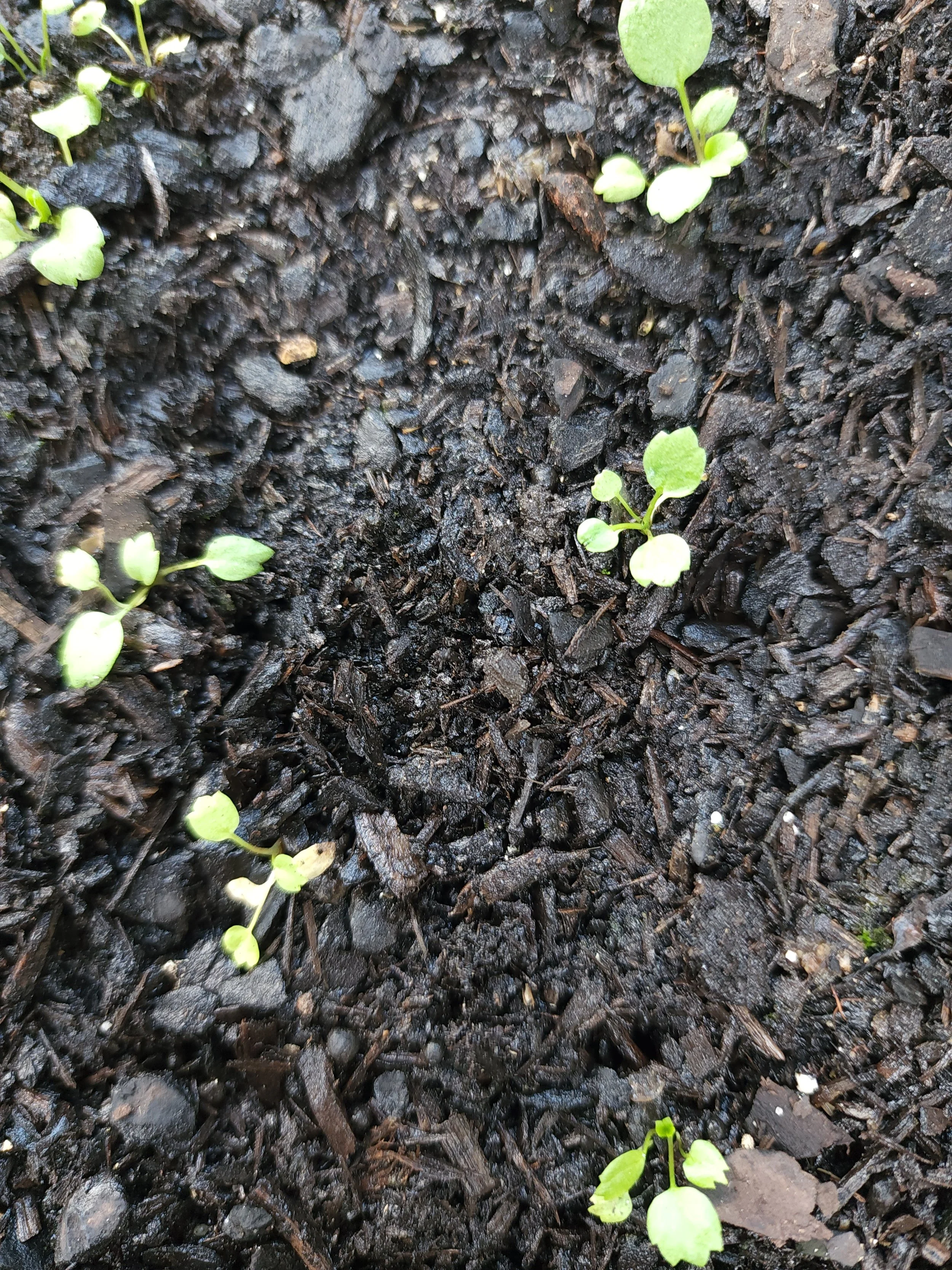 Seedling identification — Wild Violet Flower Farm
