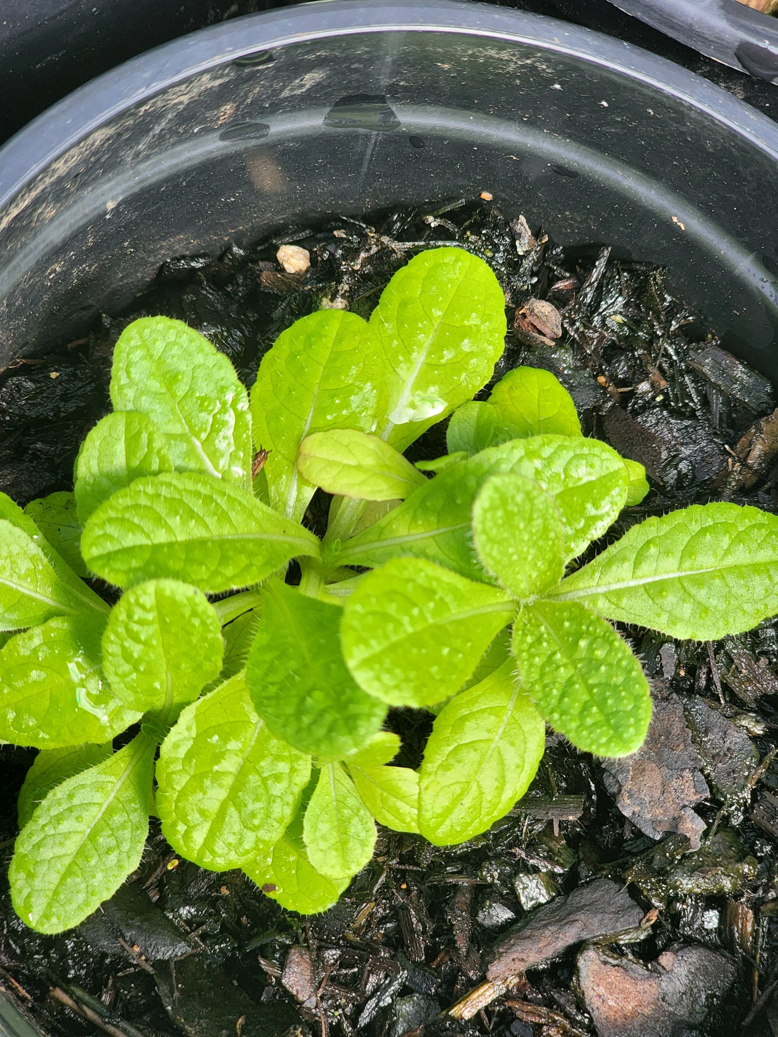 Teasel potted seedlings — Wild Violet Flower Farm