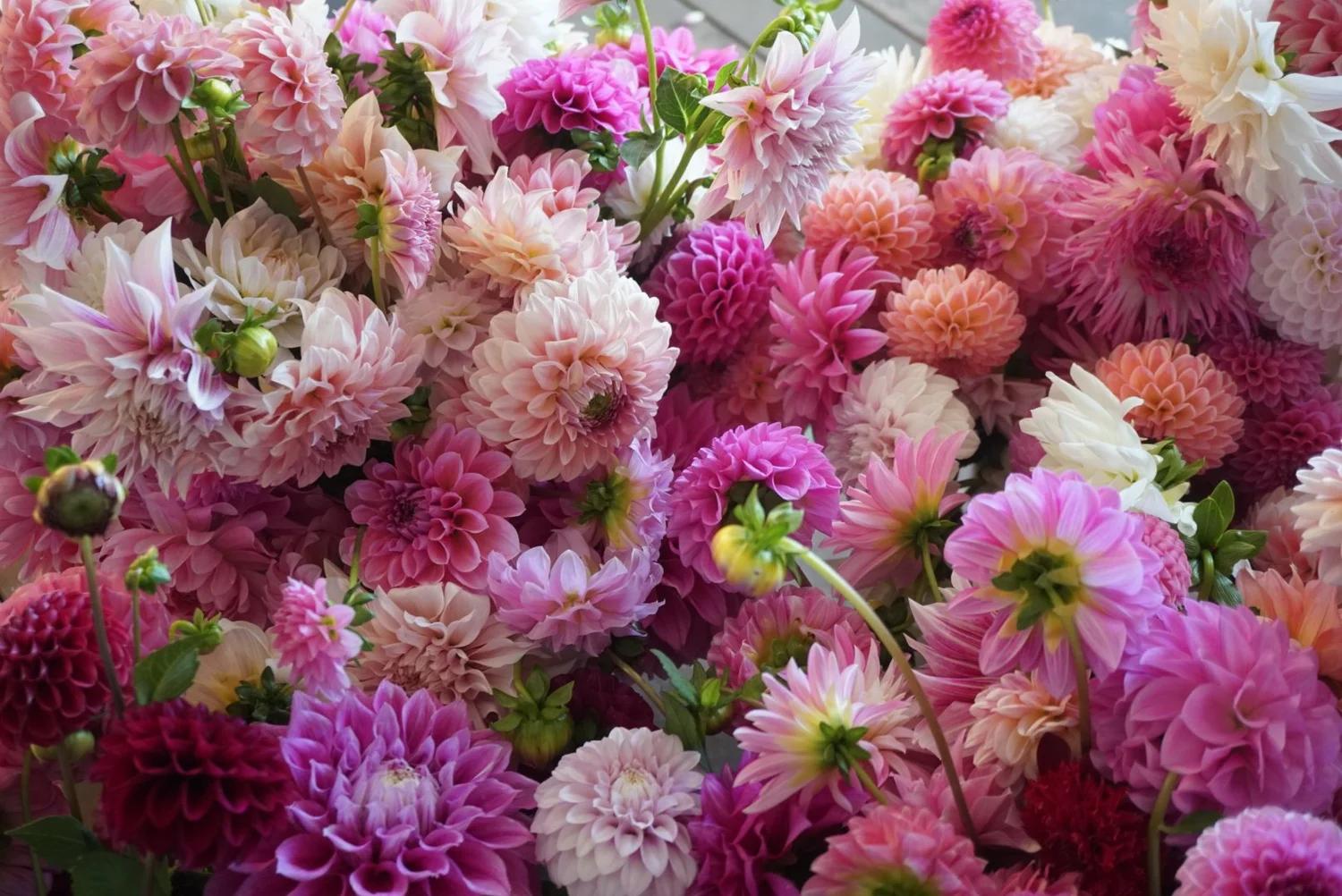 SHOP DAHLIA TUBER PAGE THREE — Wild Violet Flower Farm