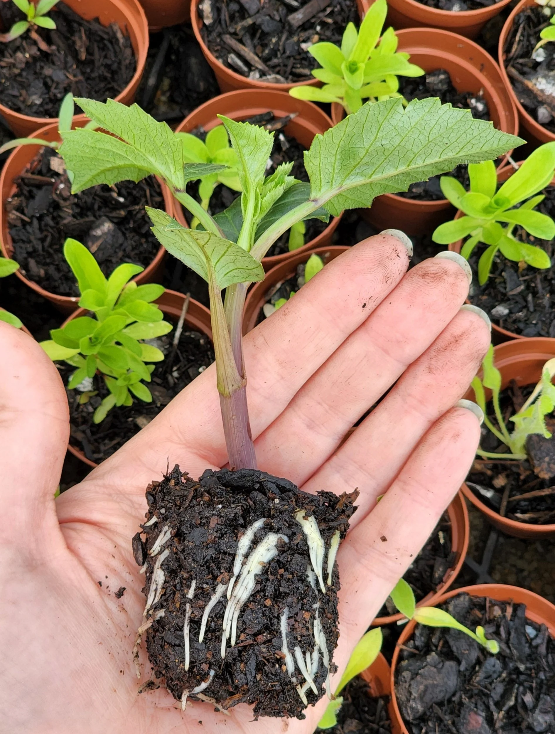 different ways to propagate dahlias, growing from seed, cutting or ...