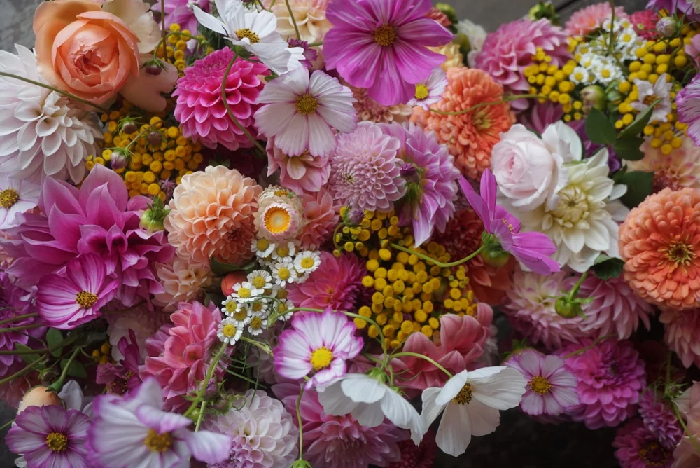 Wild Violet Flower Farm