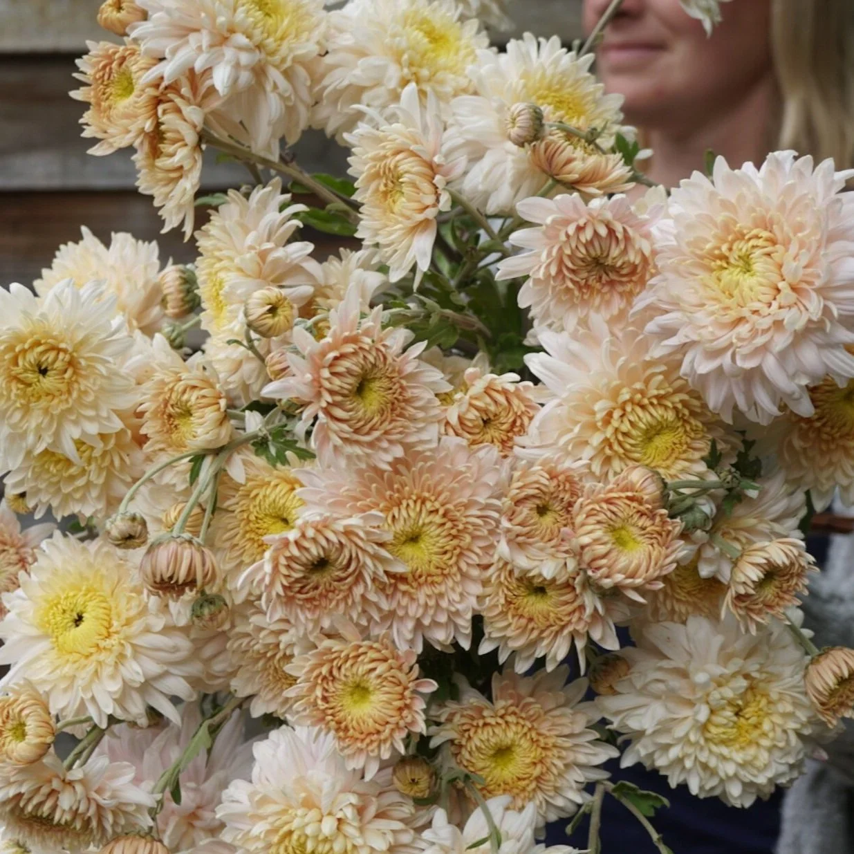 Wild Violet Flower Farm