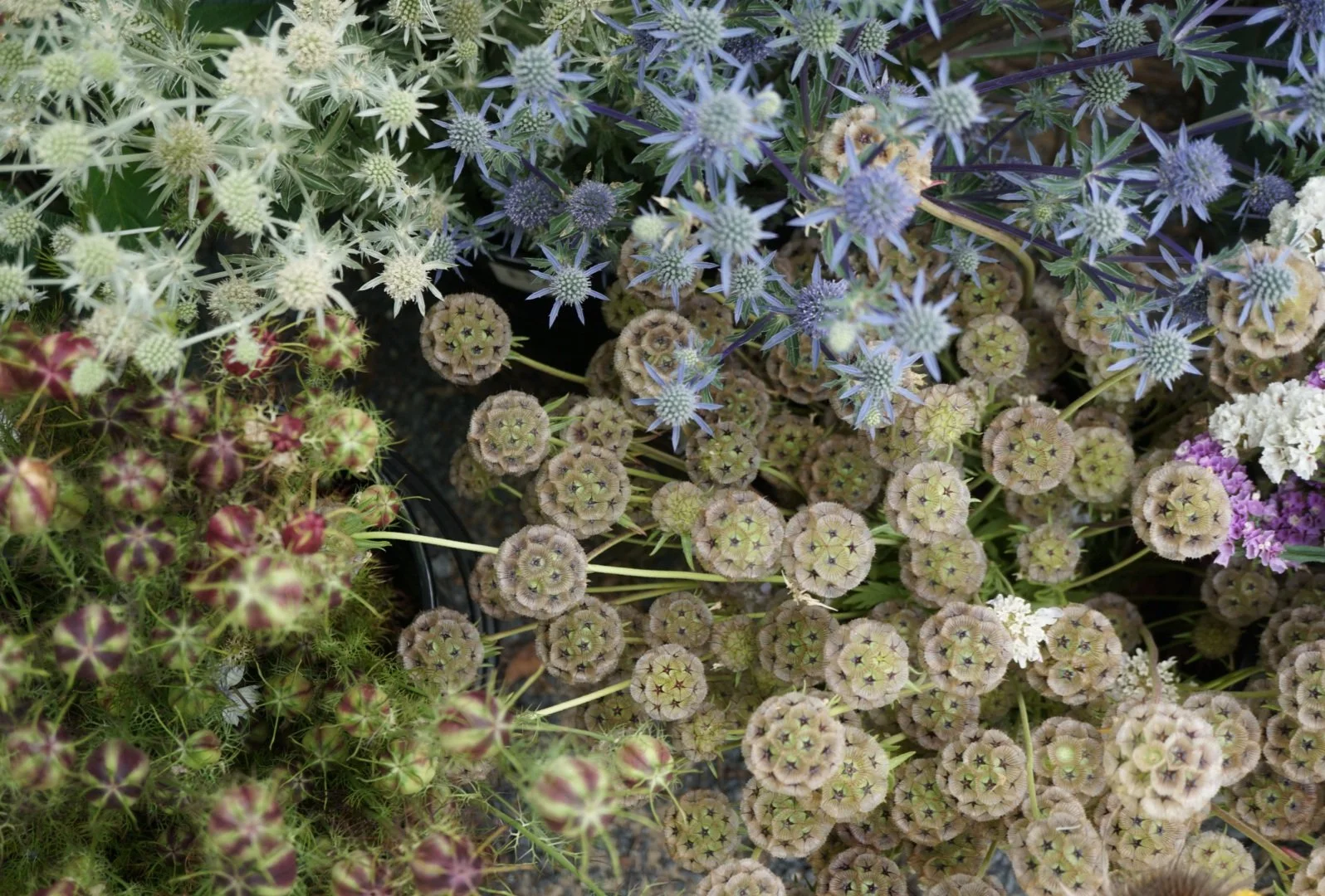 Wild Violet Flower Farm