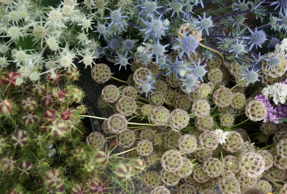 Wild Violet Flower Farm