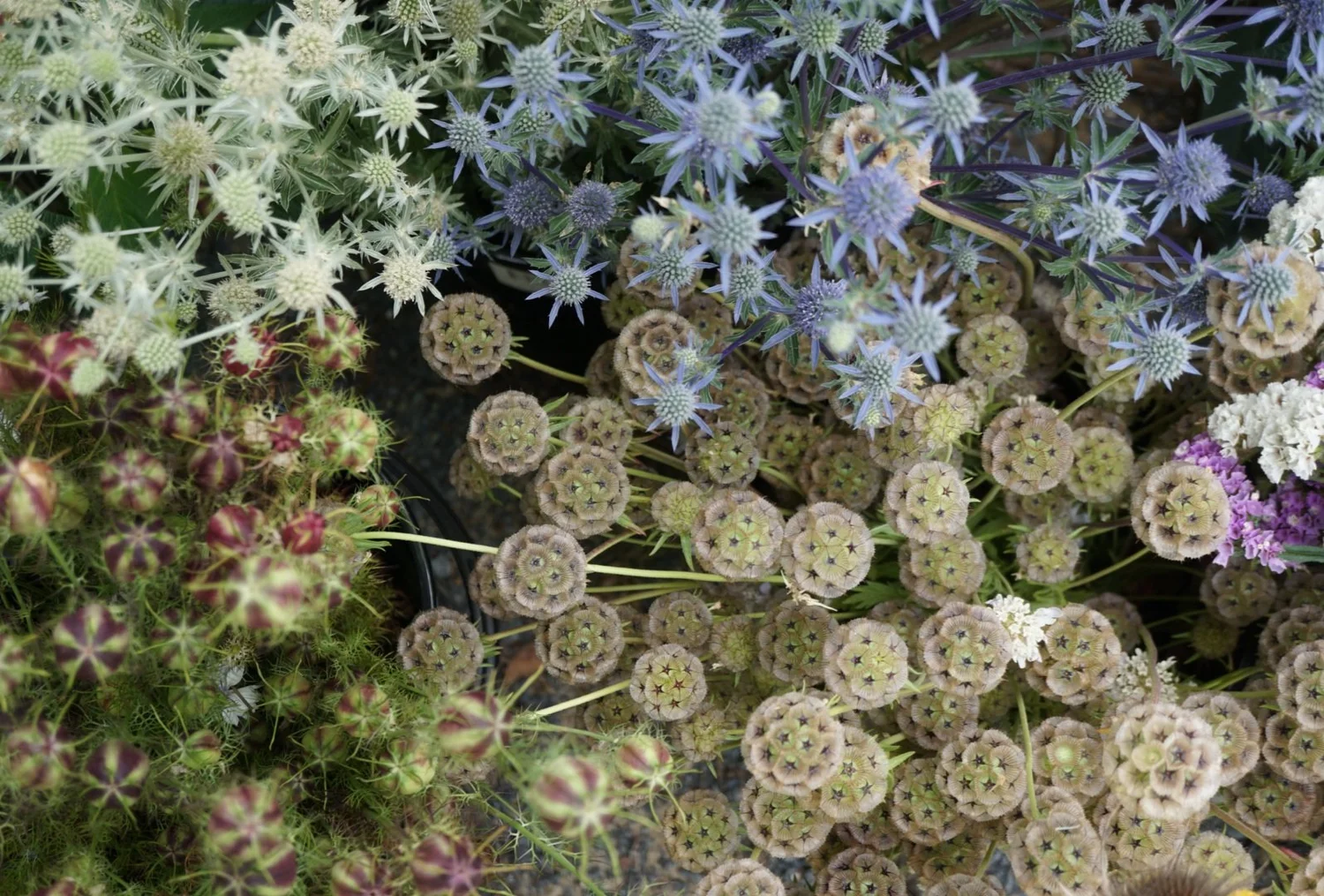 Wild Violet Flower Farm