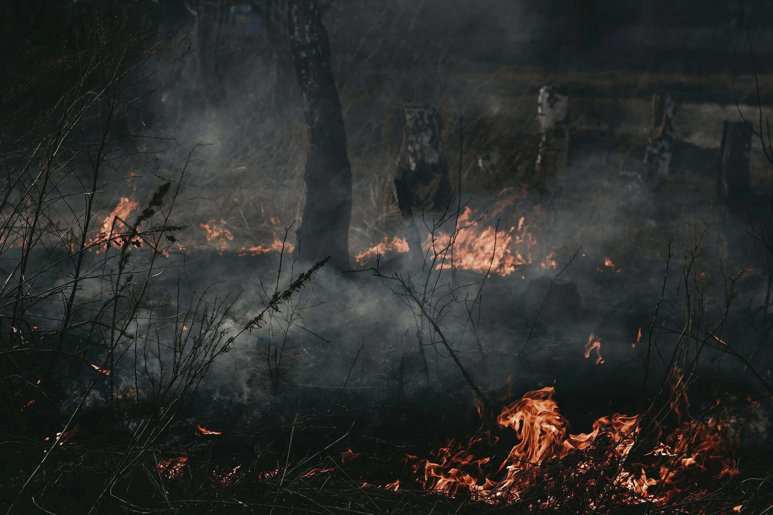 Bushfire Survivors for Climate Action
