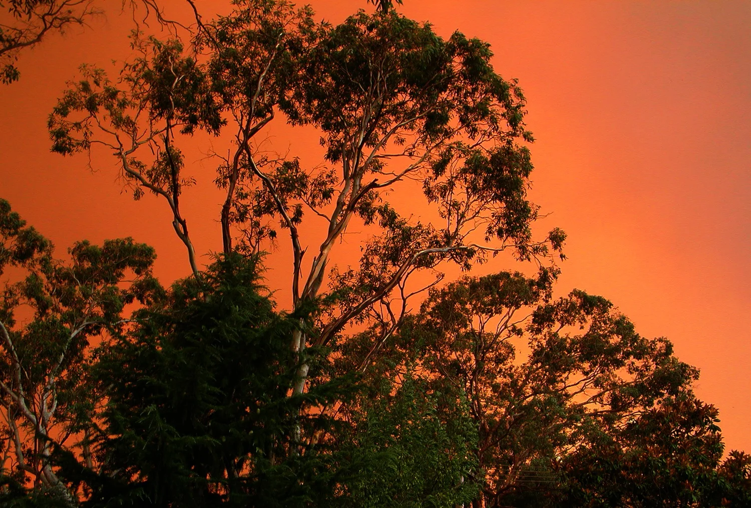 Jesse Rowan - Detailed Story — Bushfire Survivors for Climate Action