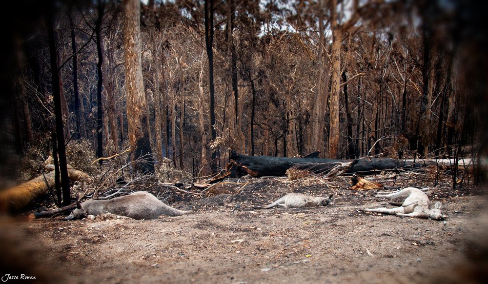 Jesse Rowan - Detailed Story — Bushfire Survivors for Climate Action