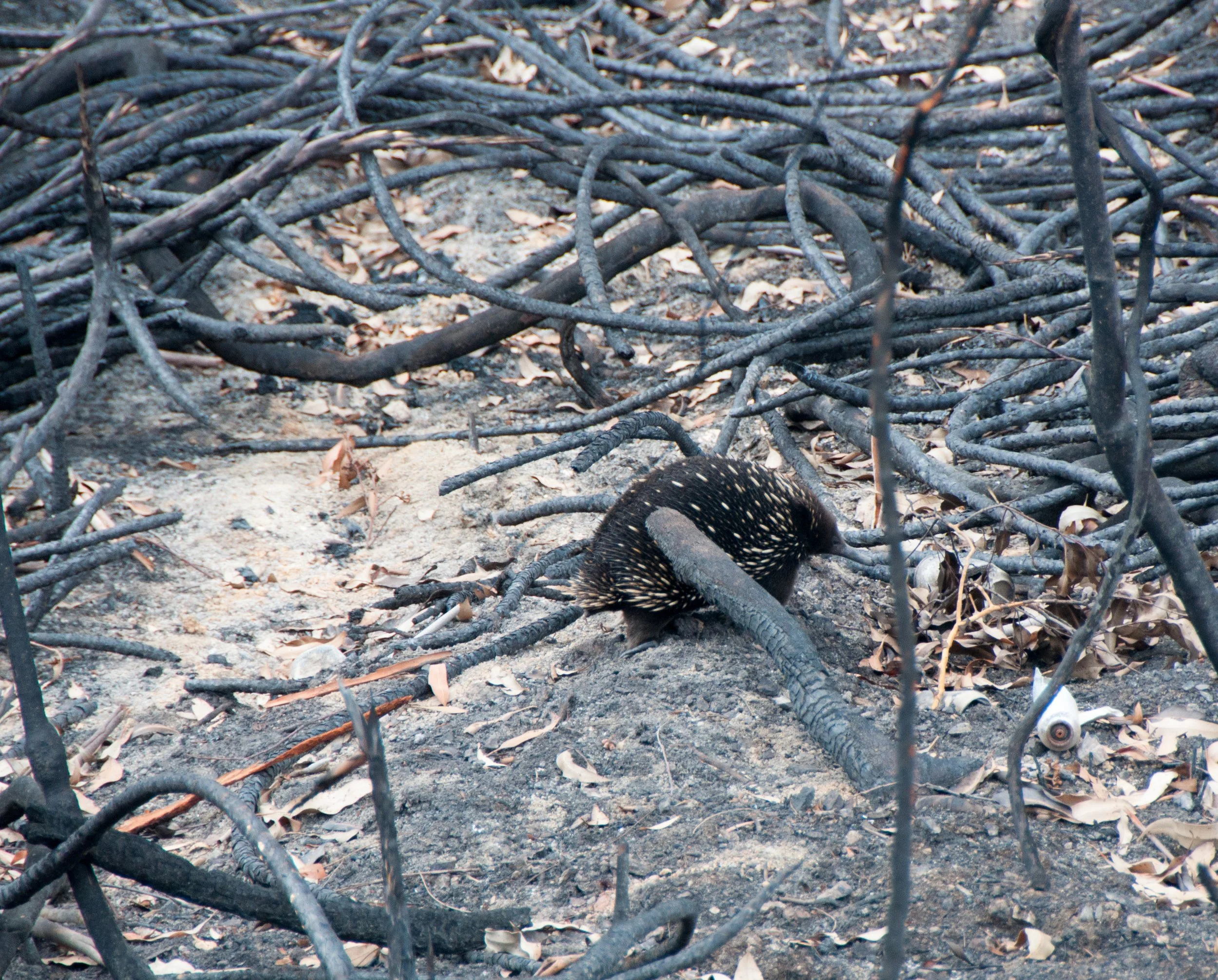 Jesse Rowan - Detailed Story — Bushfire Survivors for Climate Action