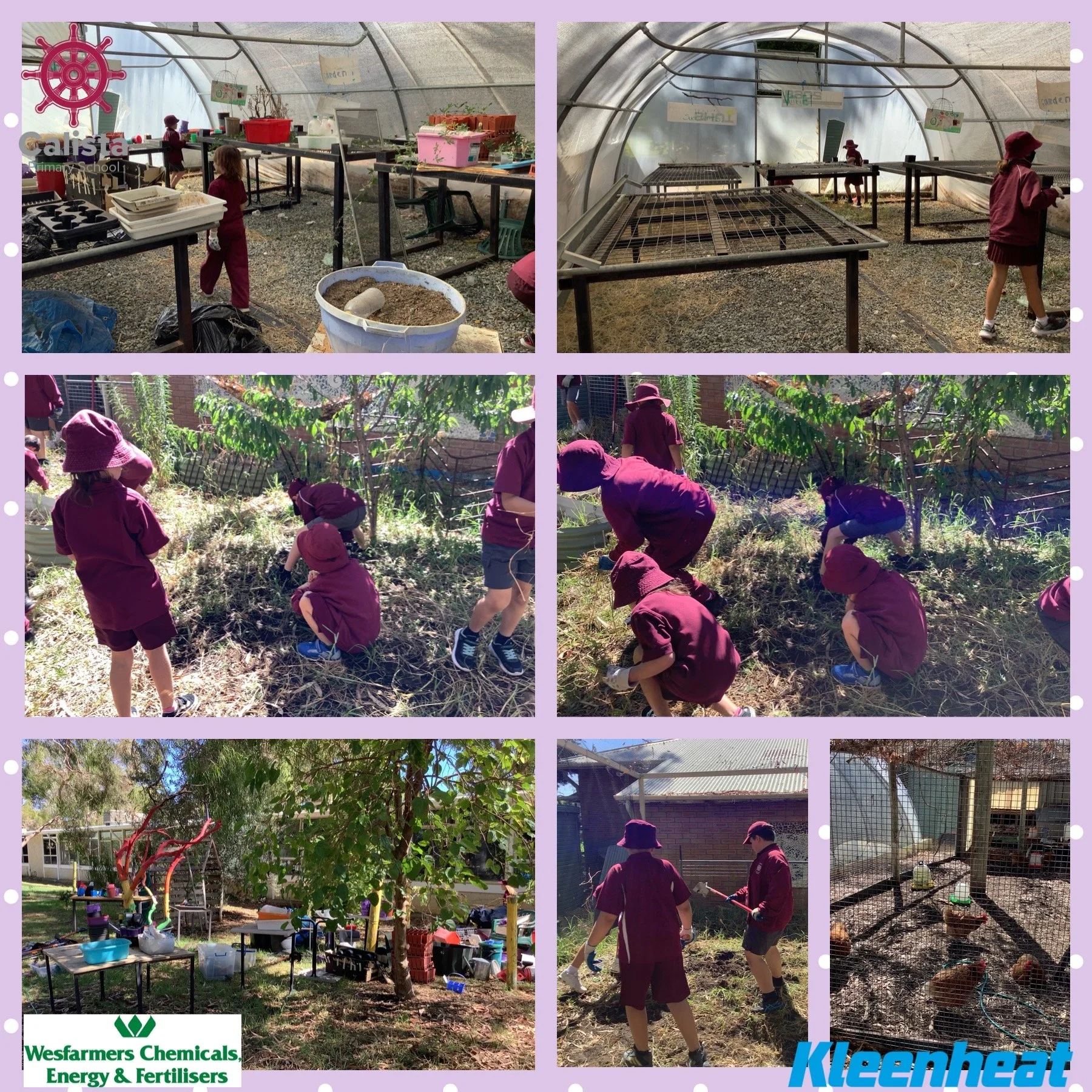 Green House Revitalisation - Part 2 — Calista Primary School