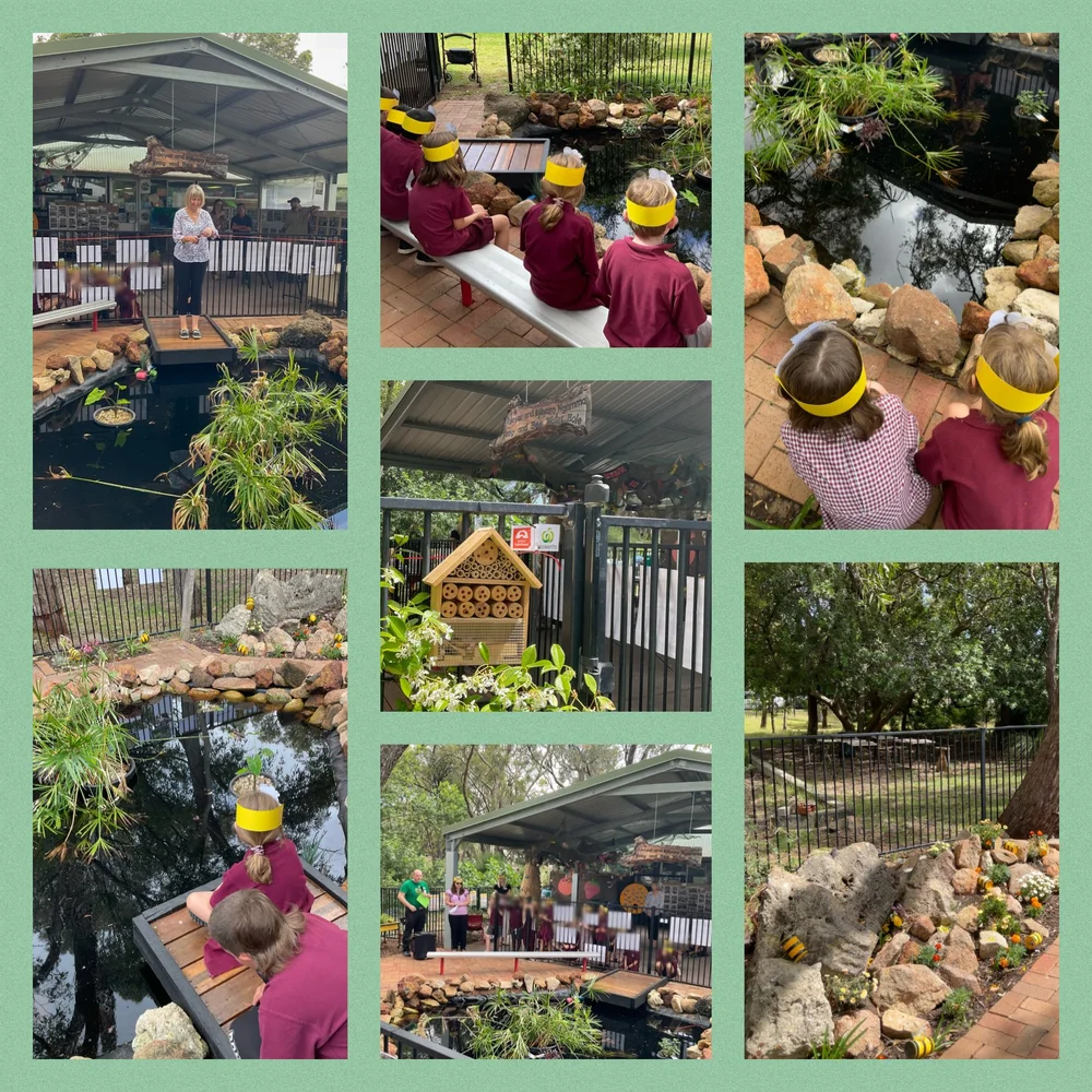 Frog and Bee Pond - Part 6 — Calista Primary School