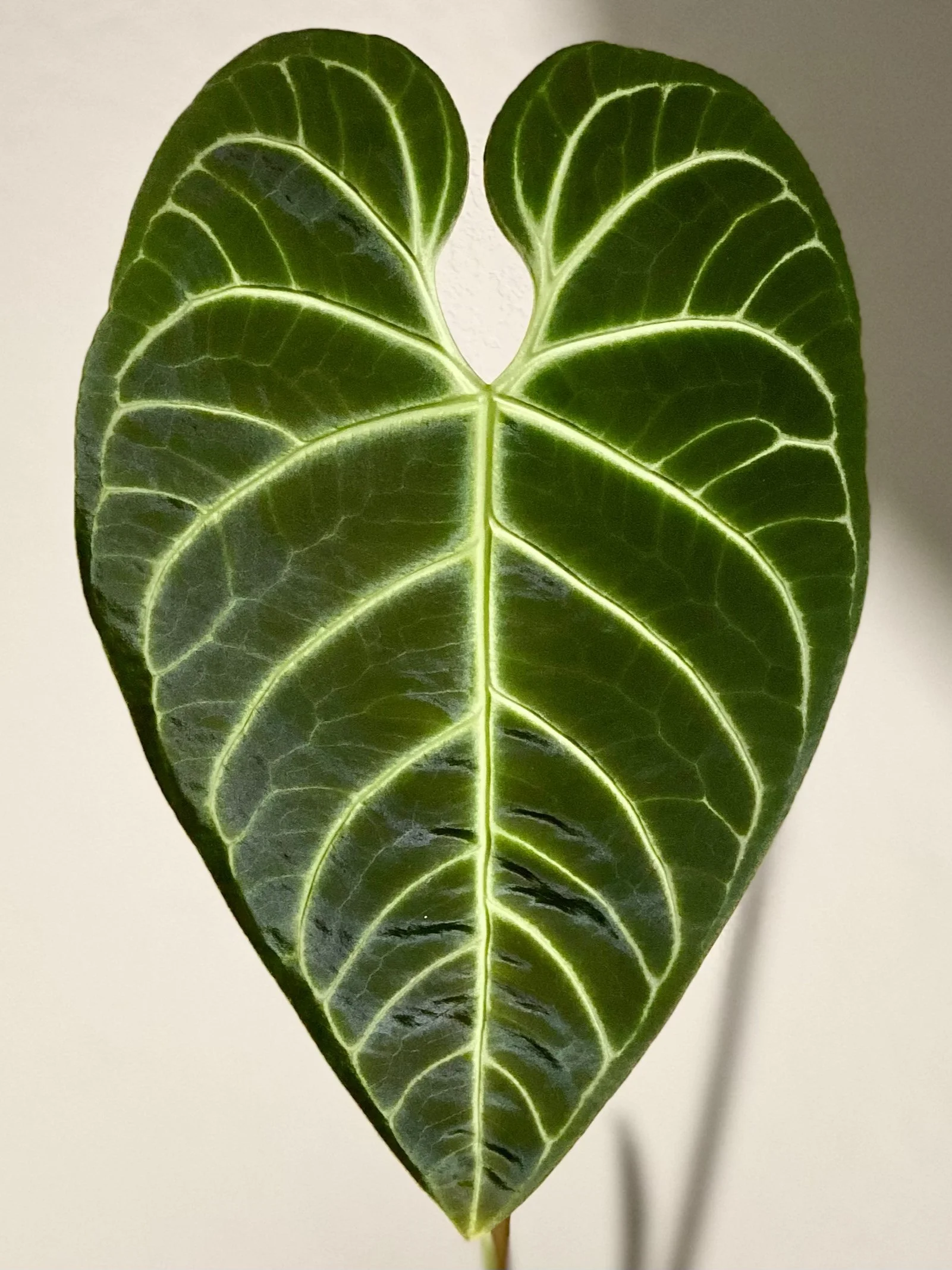TL PLANT STUDIO