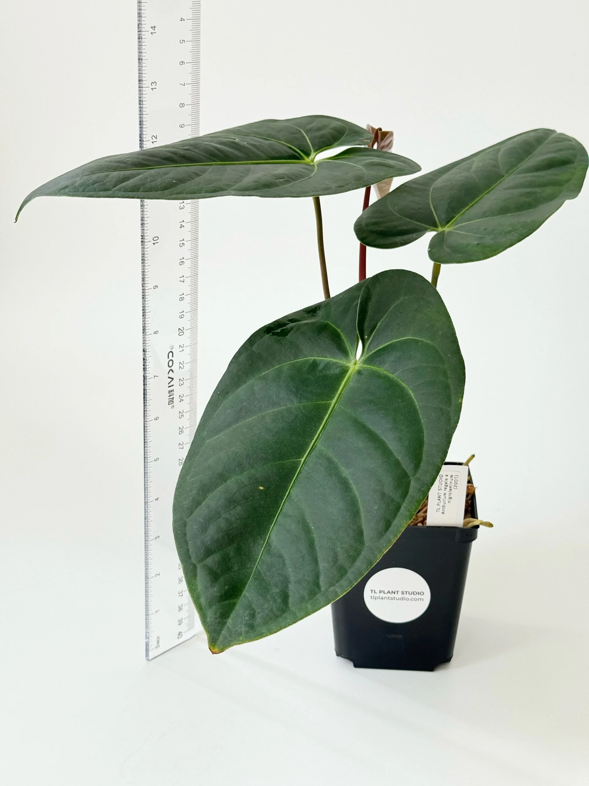 13in Tall Anthurium offolterianum #763 — TL PLANT STUDIO