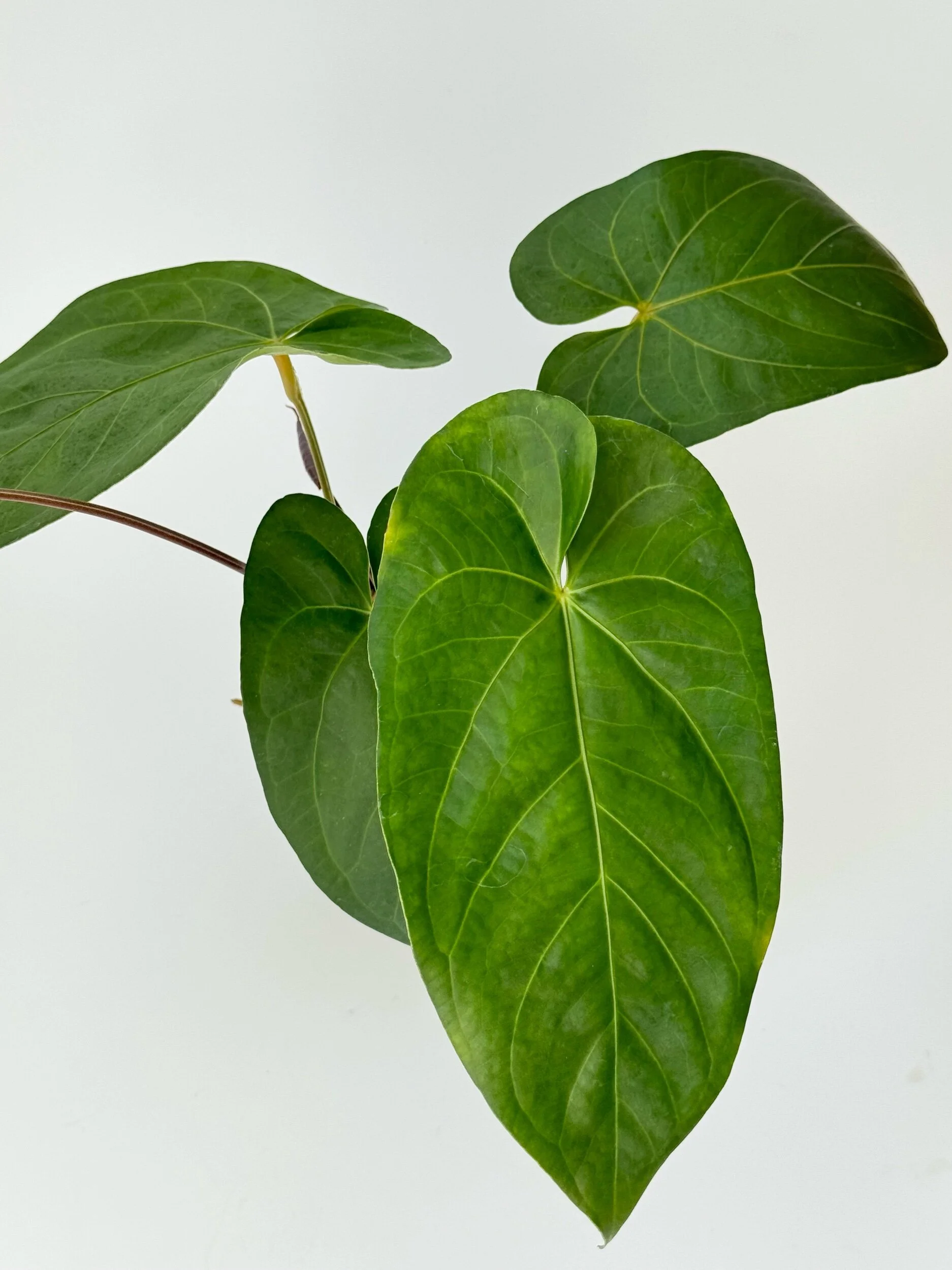 ANTHURIUM VEITCHII WIDE FORM # — TL PLANT STUDIO