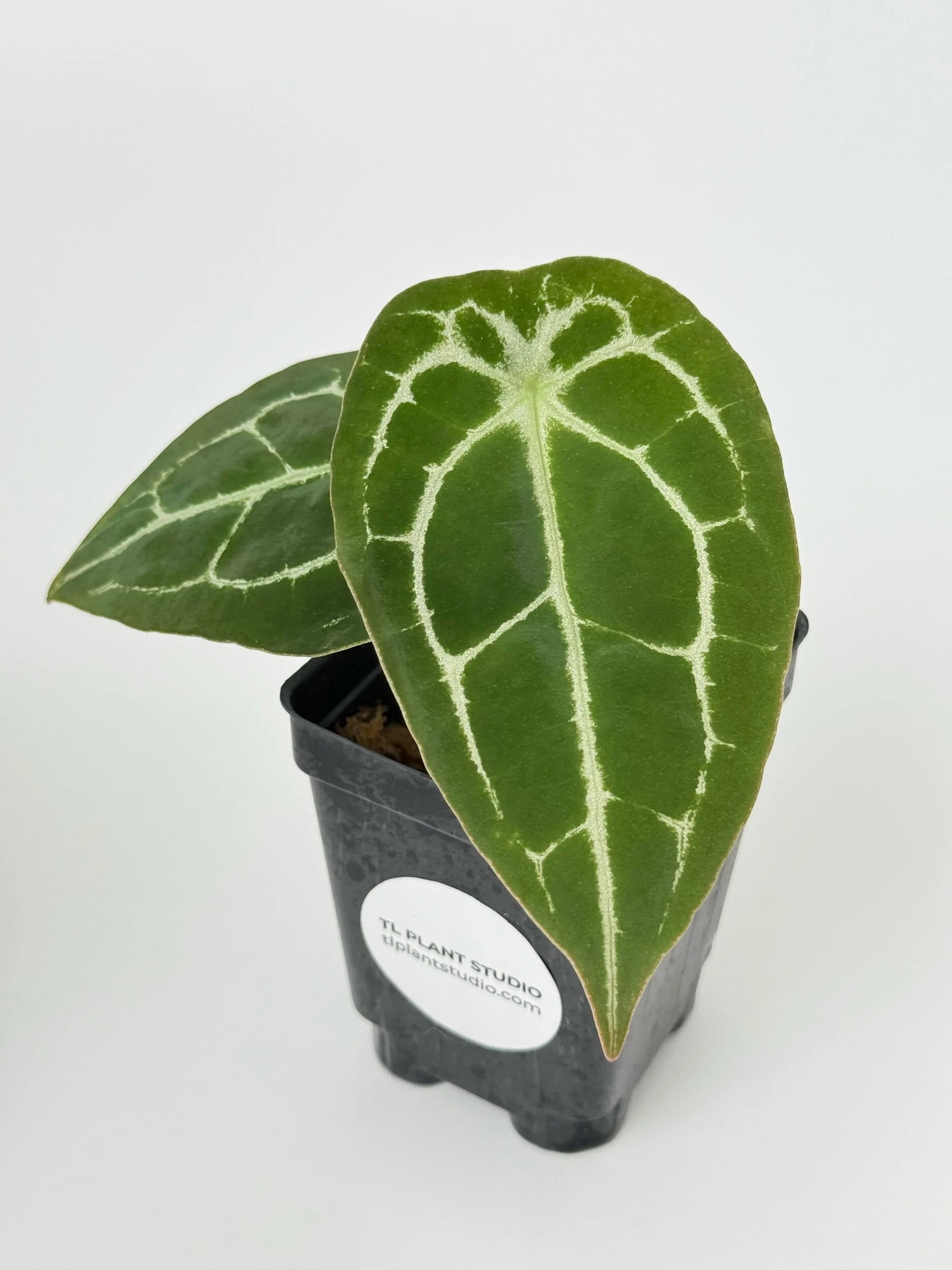 Anthurium debilis #407 — TL PLANT STUDIO