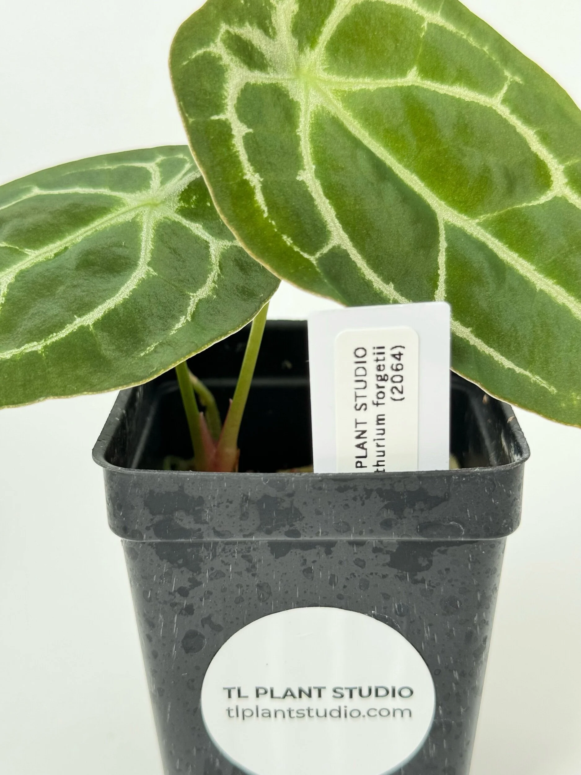 Anthurium debilis #407 — TL PLANT STUDIO