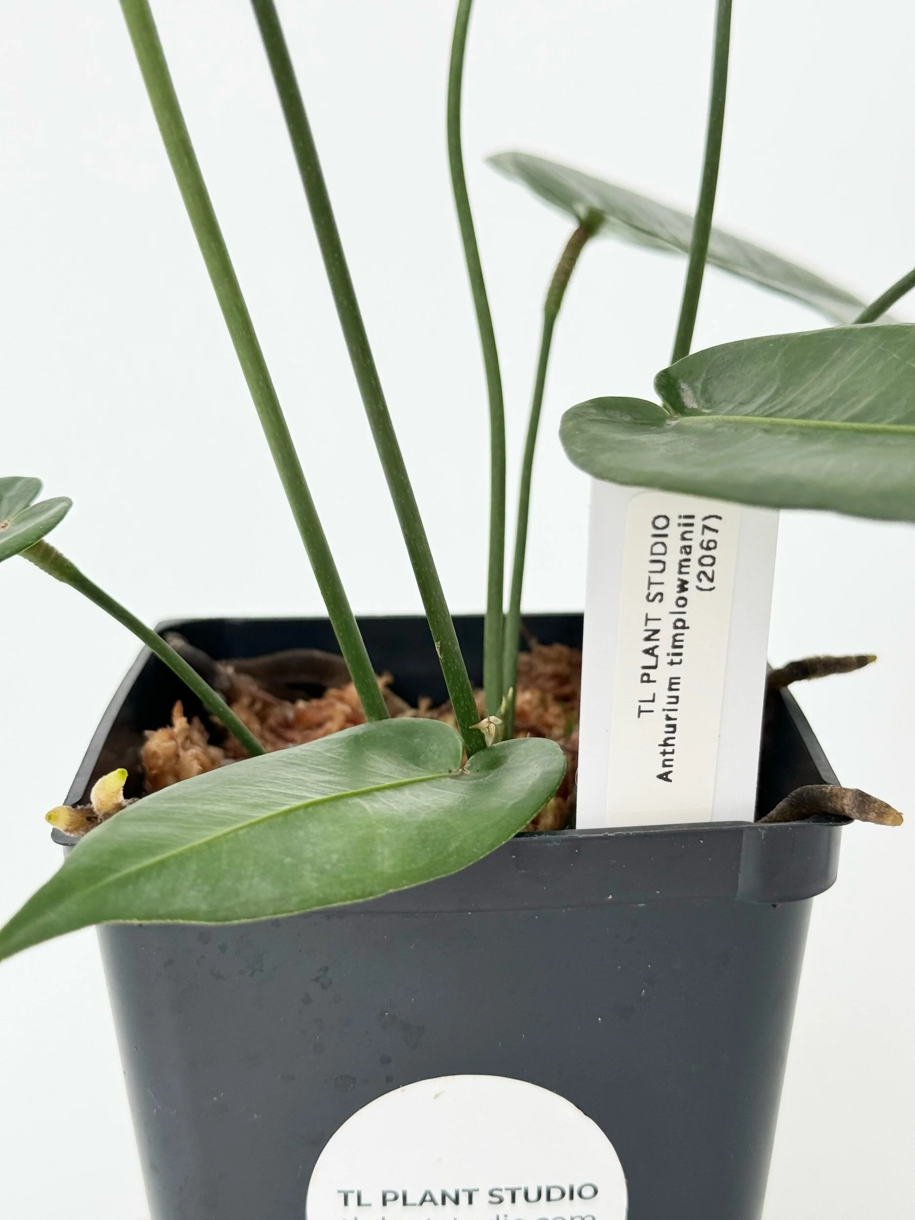 Anthurium debilis #407 — TL PLANT STUDIO