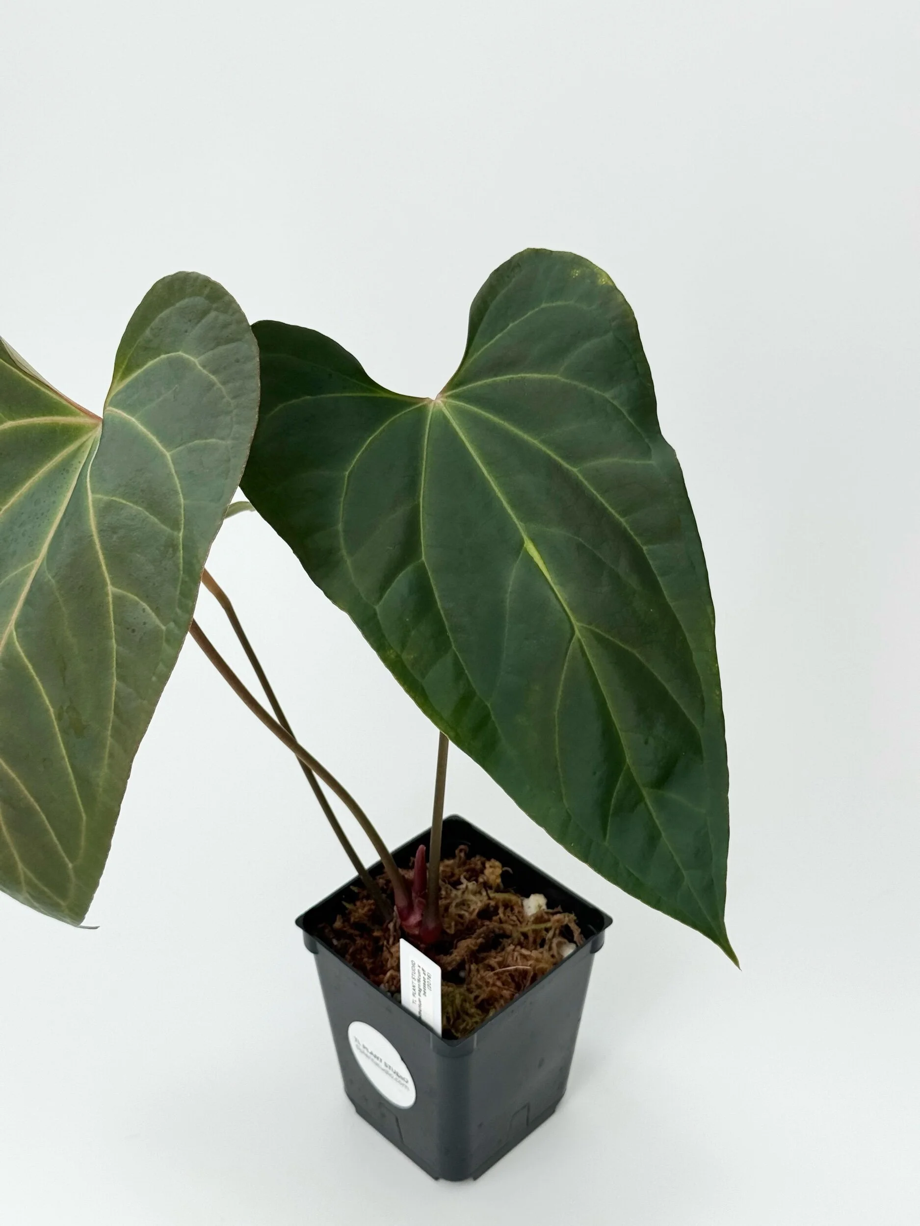 ANTHURIUM BESSEAE AFF — TL PLANT STUDIO