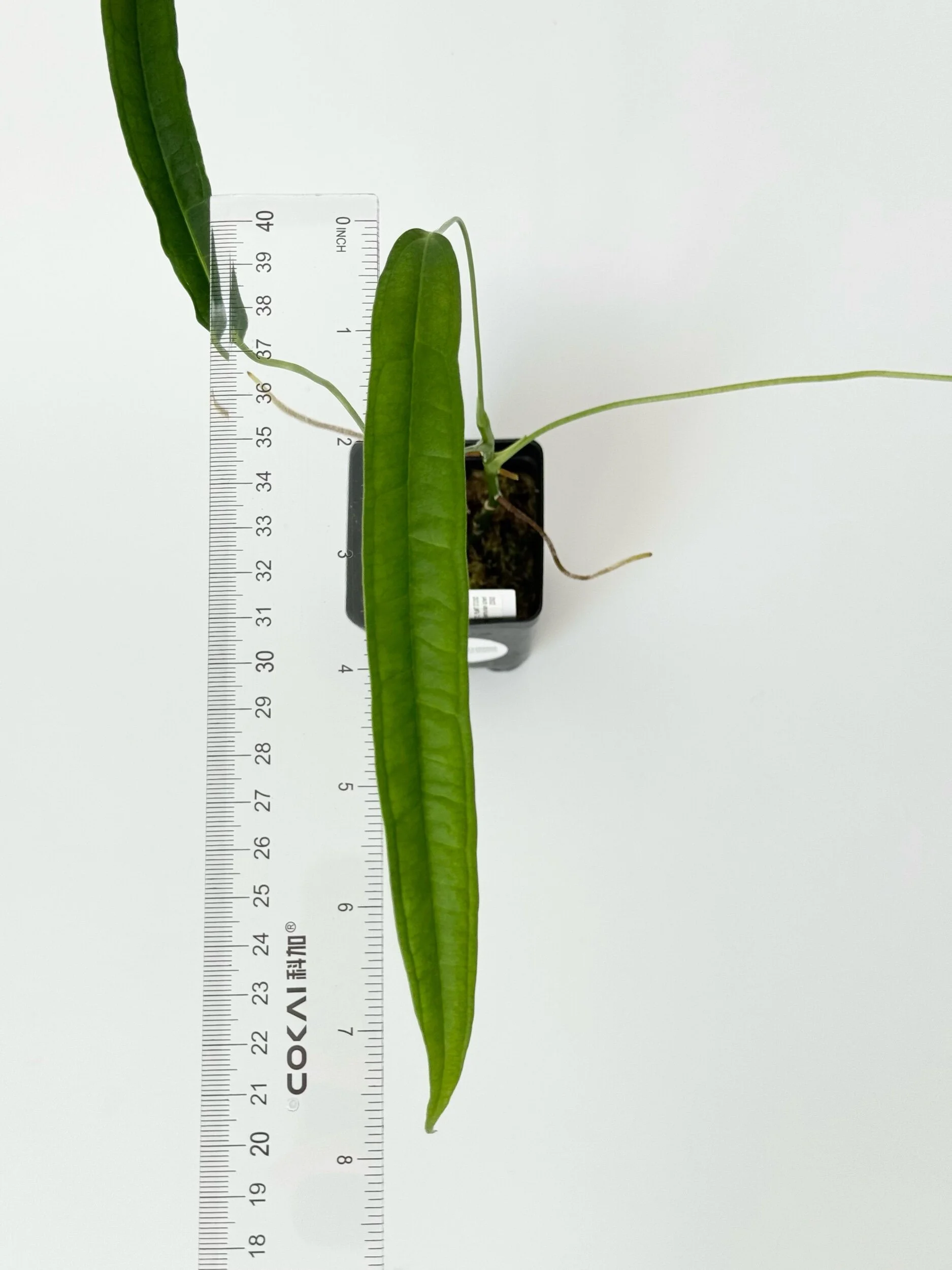 ANTHURIUM BESSEAE AFF — TL PLANT STUDIO