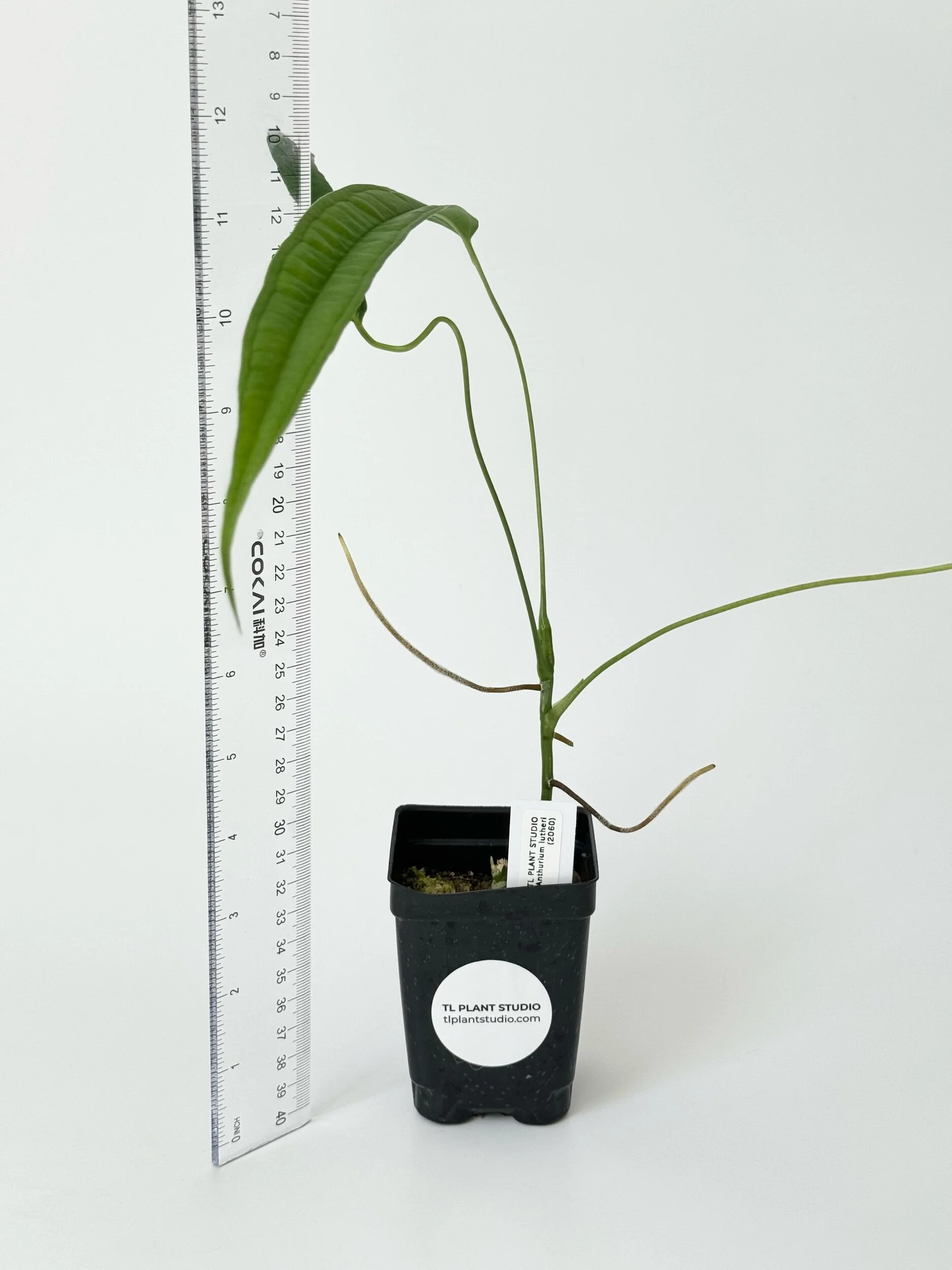 ANTHURIUM BESSEAE AFF — TL PLANT STUDIO