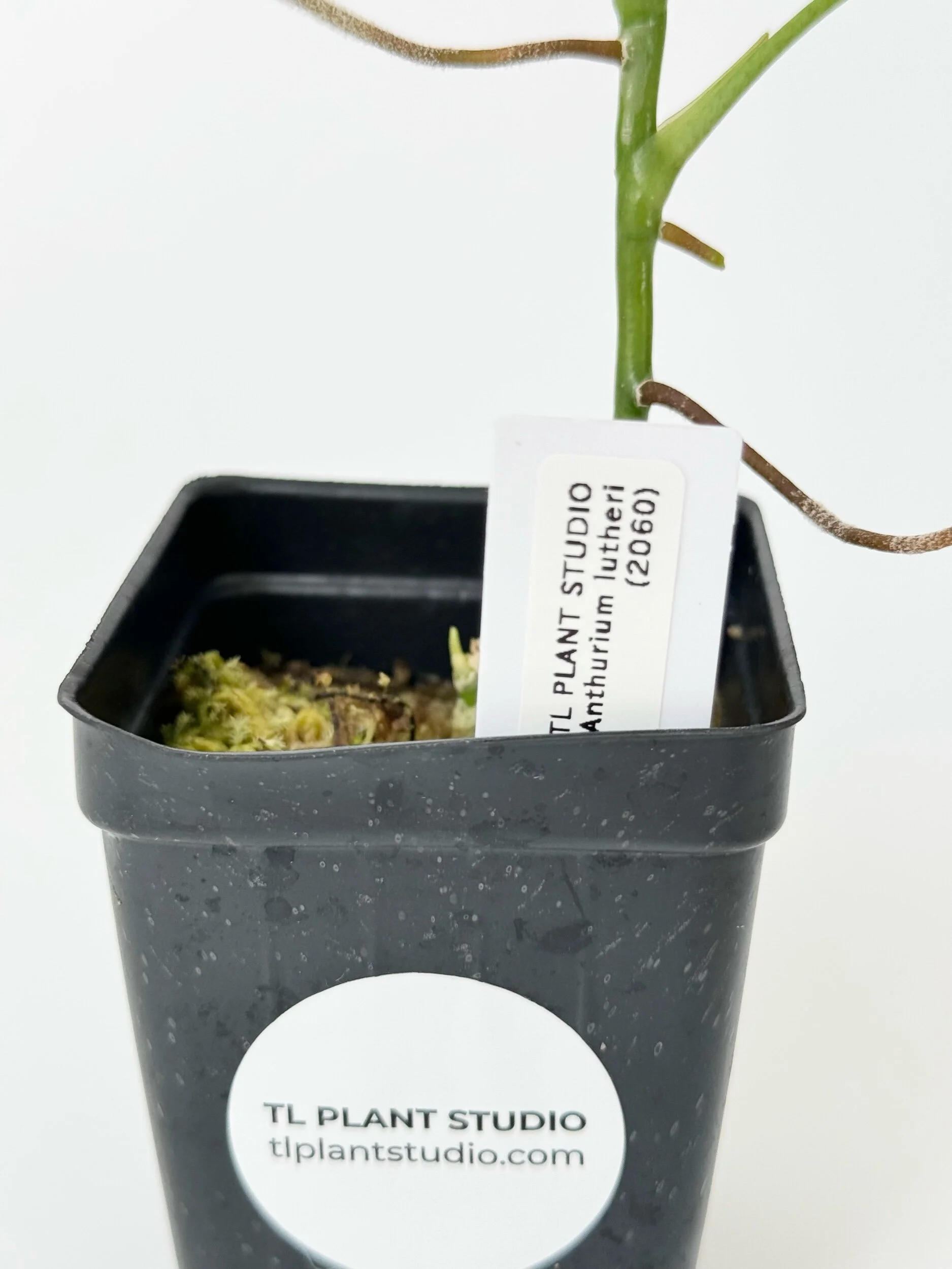 ANTHURIUM BESSEAE AFF — TL PLANT STUDIO