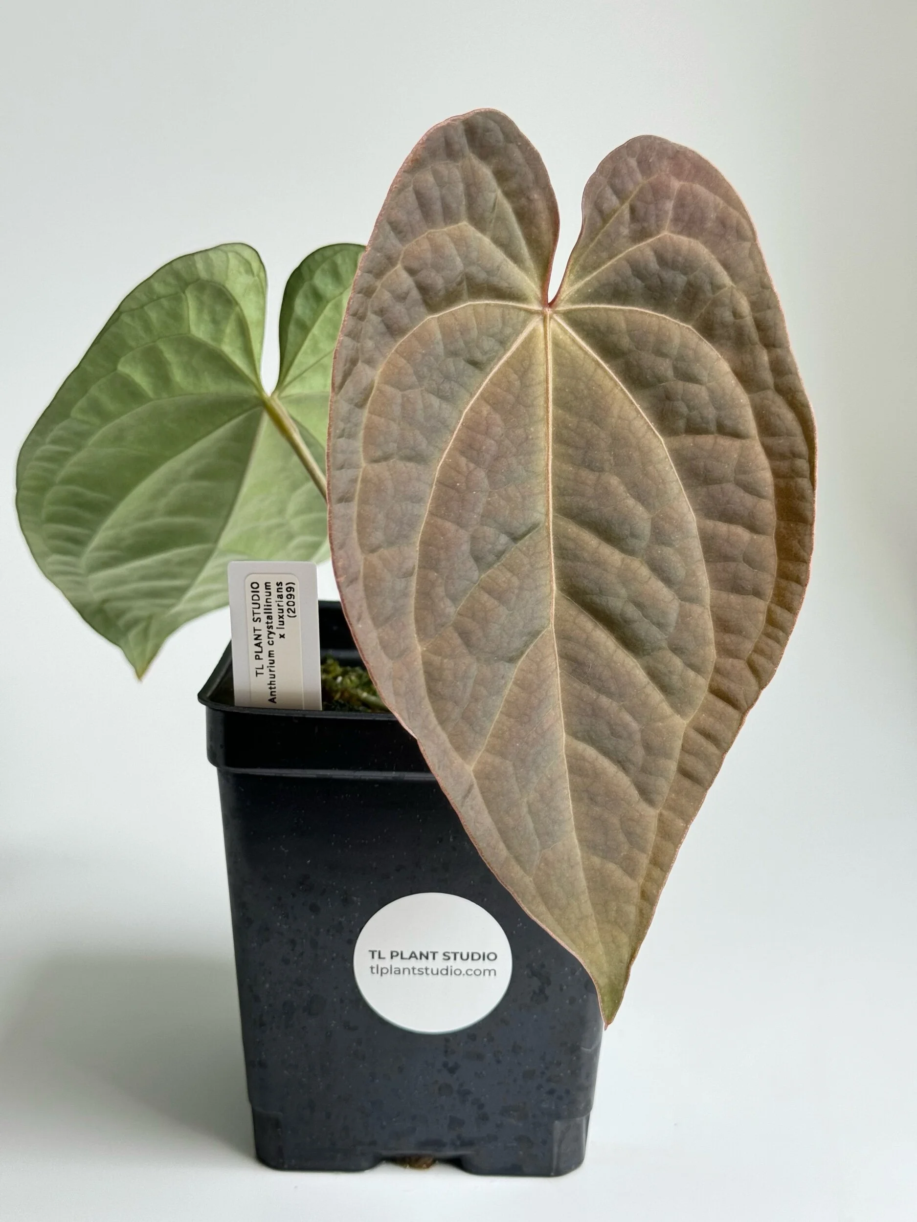 2FT TALL ANTHURIUM VEITCHII NARROW FORM #1474 — TL PLANT STUDIO