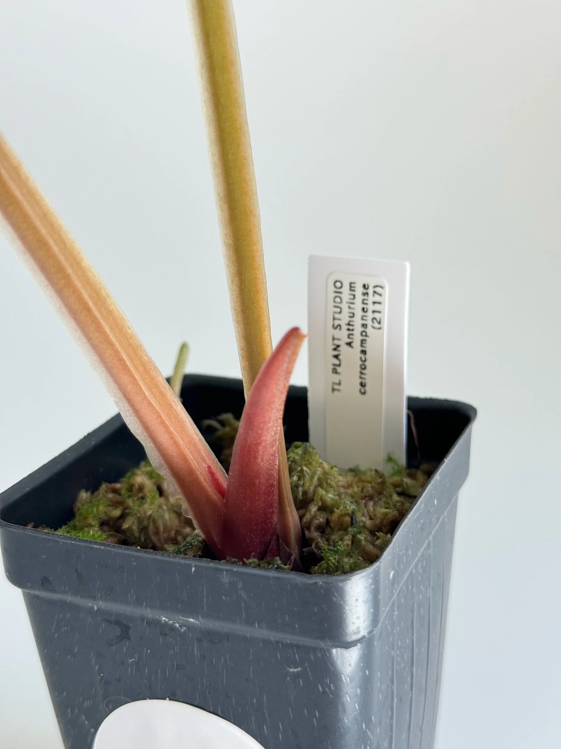 ANTHURIUM POLYSCHISTUM #914 — TL PLANT STUDIO