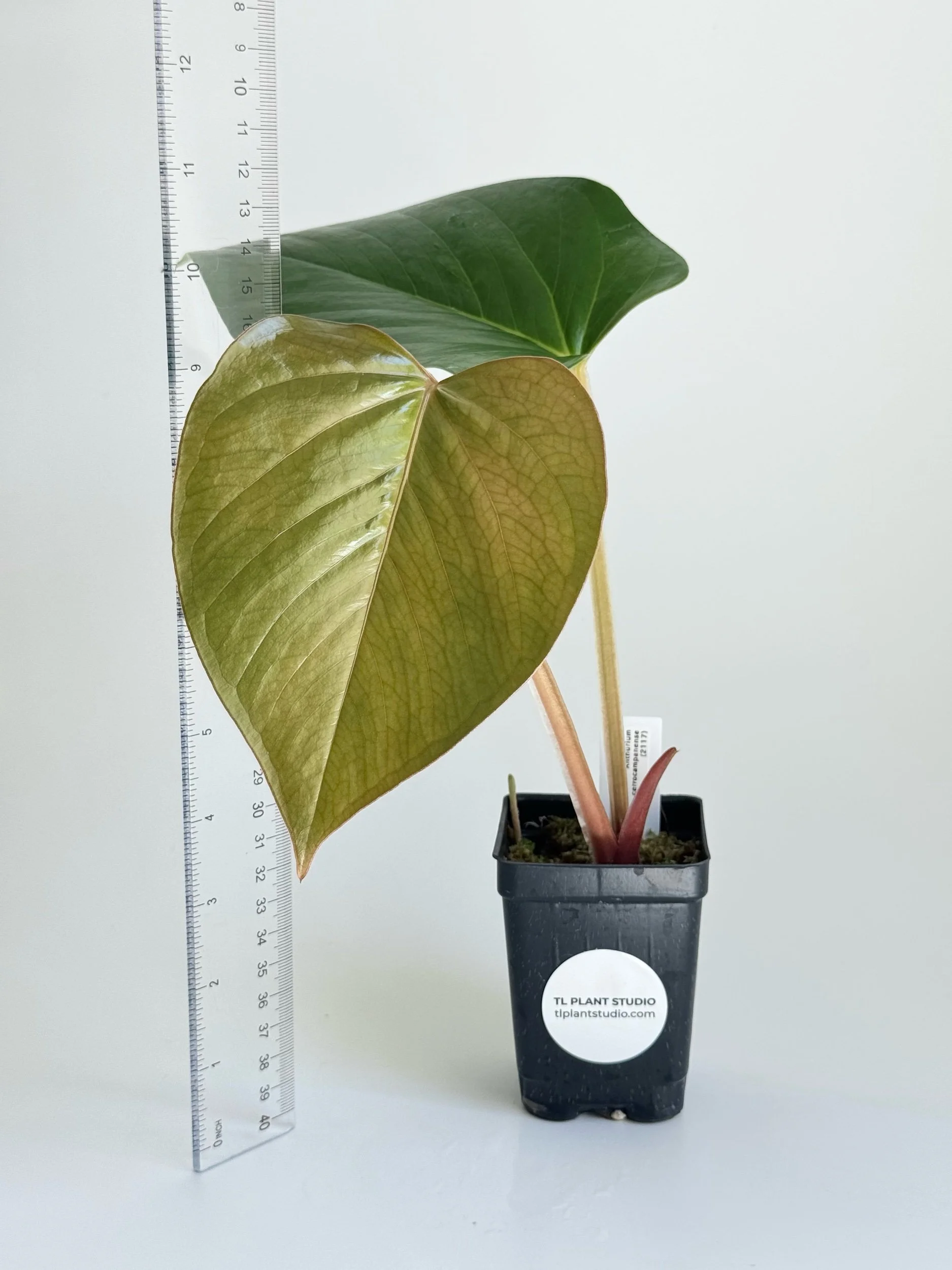 ANTHURIUM POLYSCHISTUM #914 — TL PLANT STUDIO