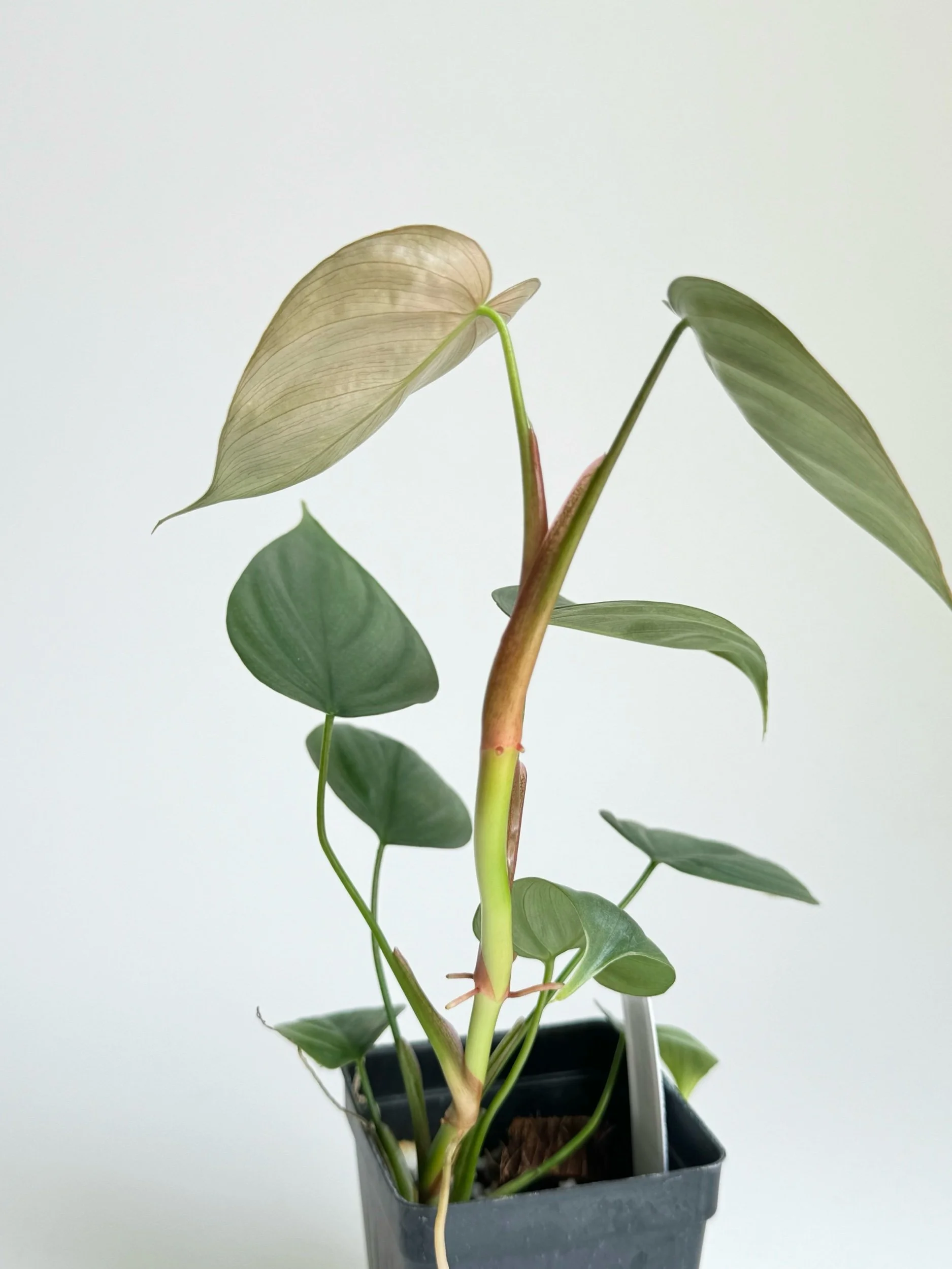 PHILODENDRON VERRUCOSUM 'CARMIN' — TL PLANT STUDIO
