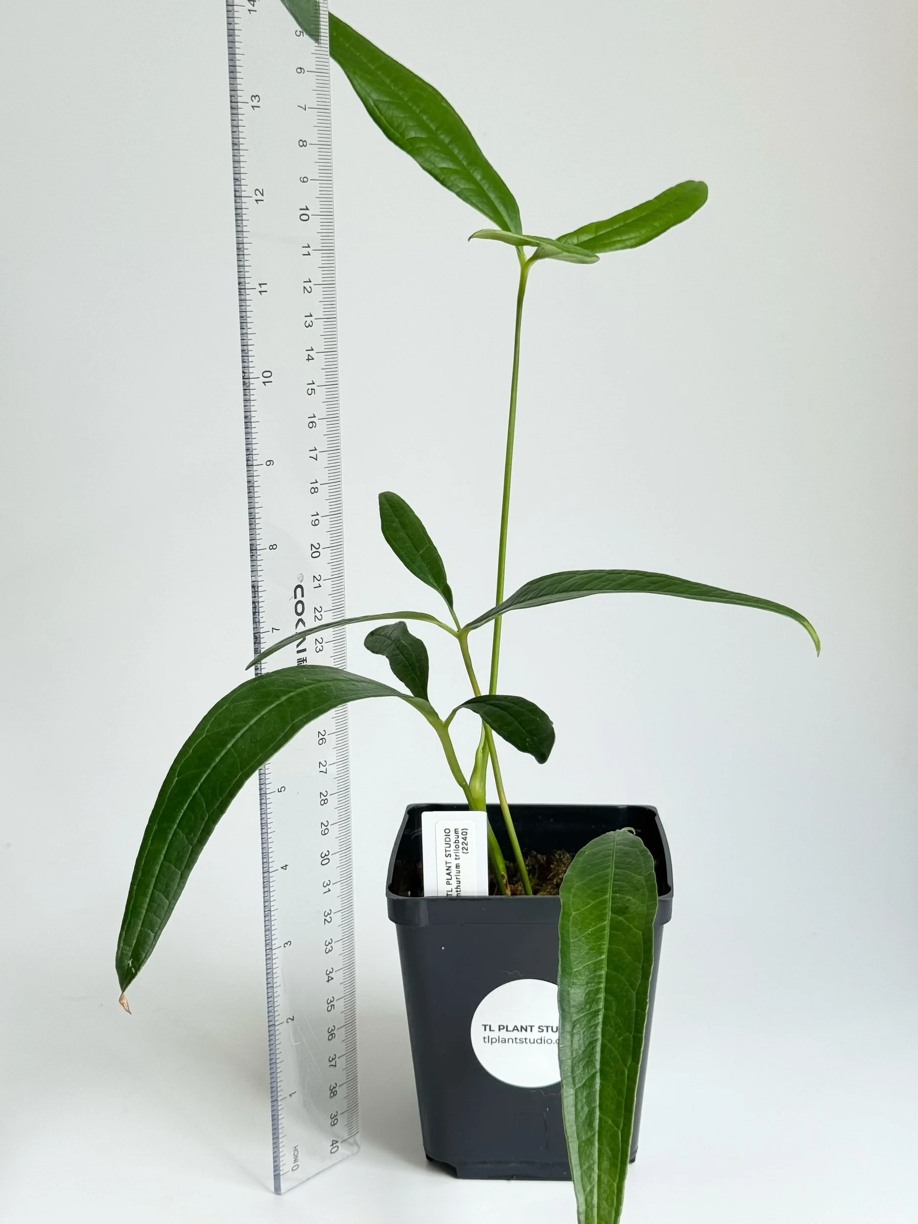ANTHURIUM BESSEAE AFF #1049 — TL PLANT STUDIO