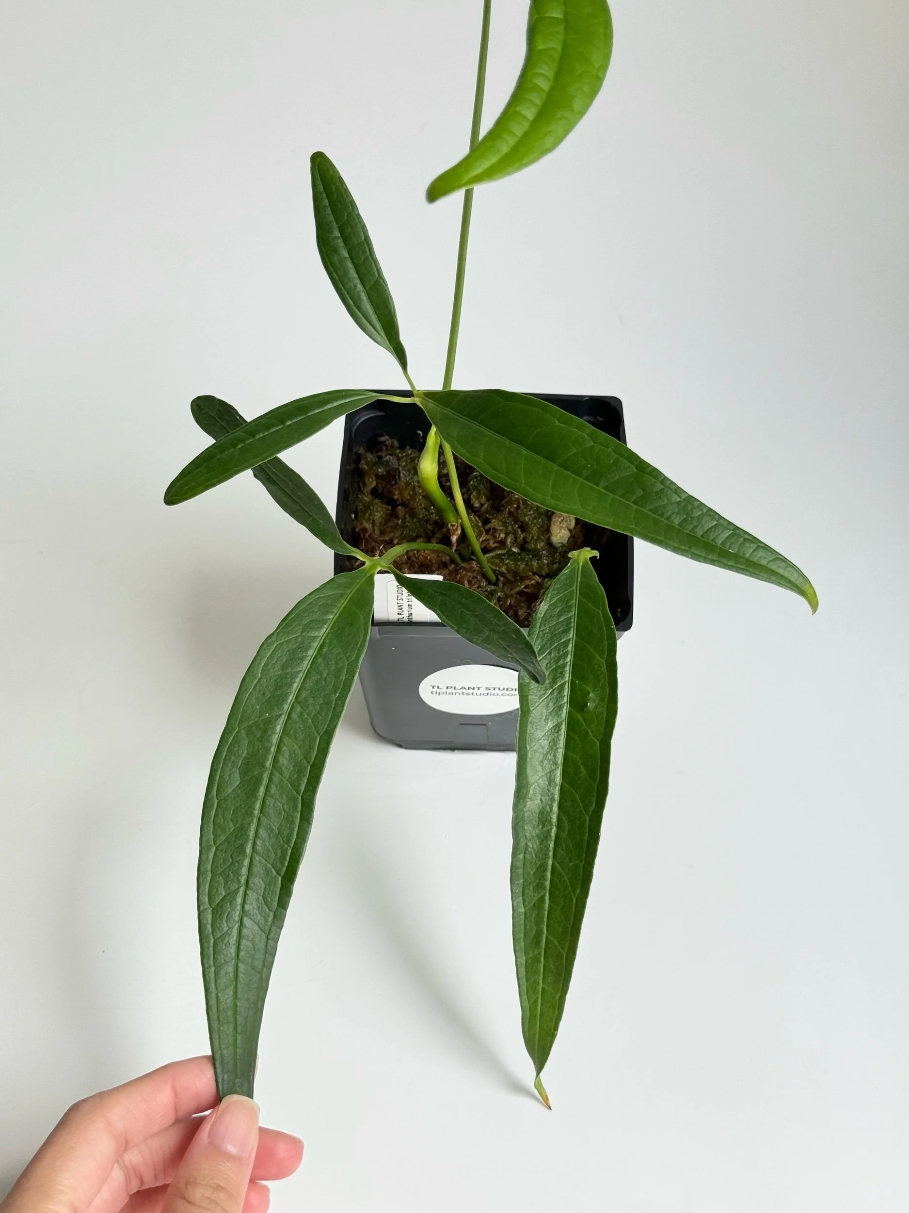 ANTHURIUM BESSEAE AFF #1049 — TL PLANT STUDIO