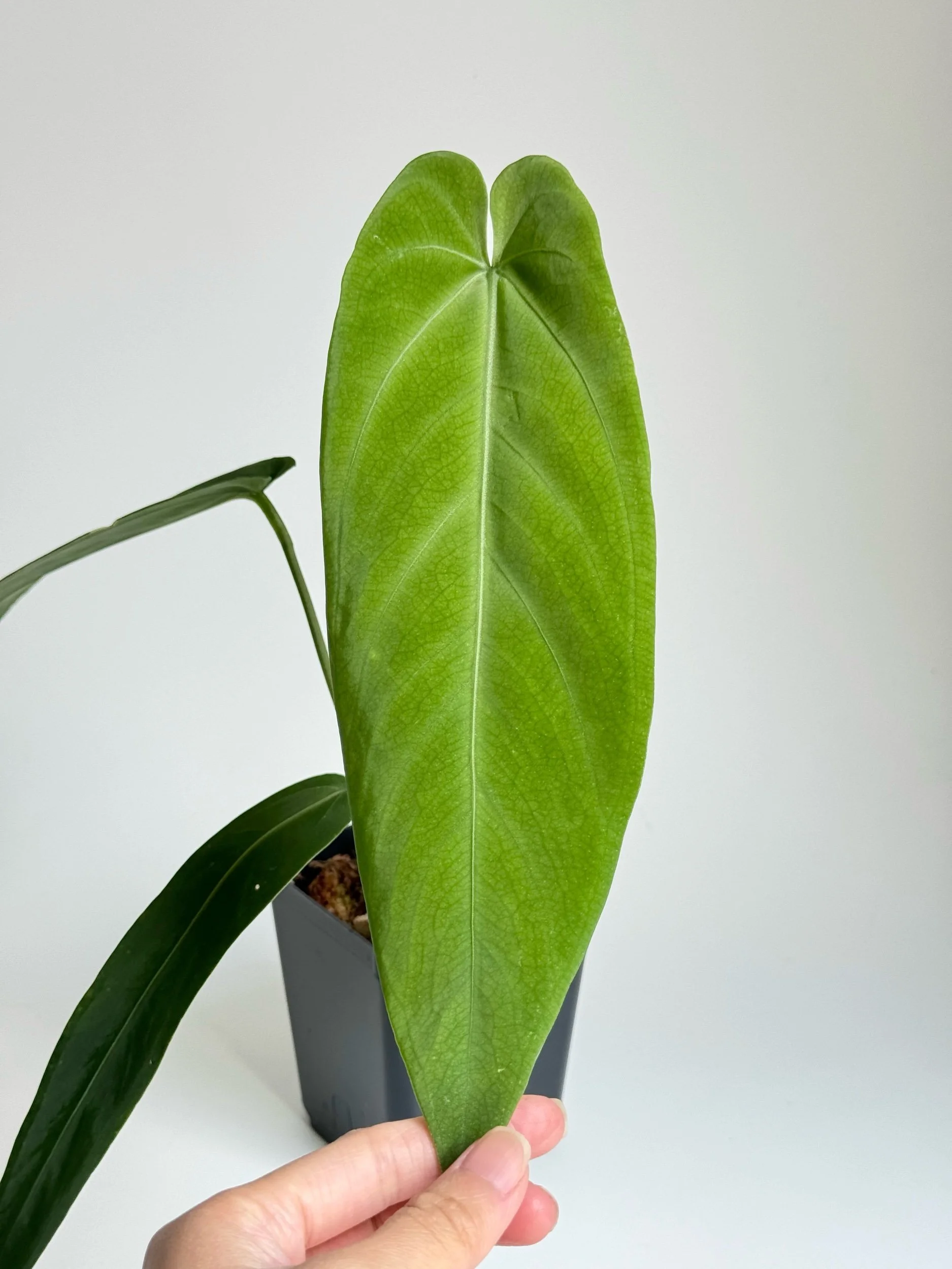 ANTHURIUM BESSEAE AFF #1049 — TL PLANT STUDIO