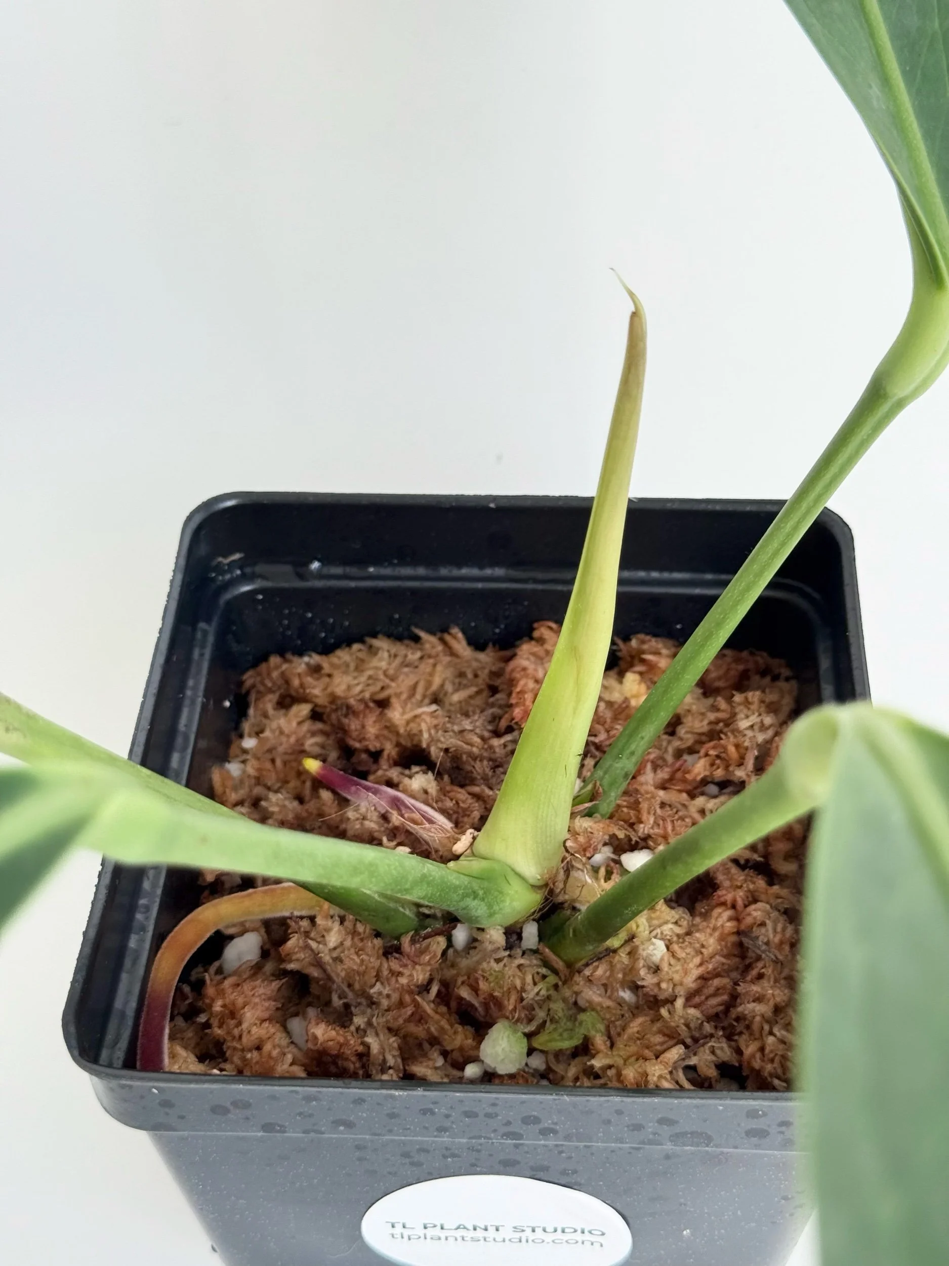 Anthurium cerrocampanense #2117 — TL PLANT STUDIO