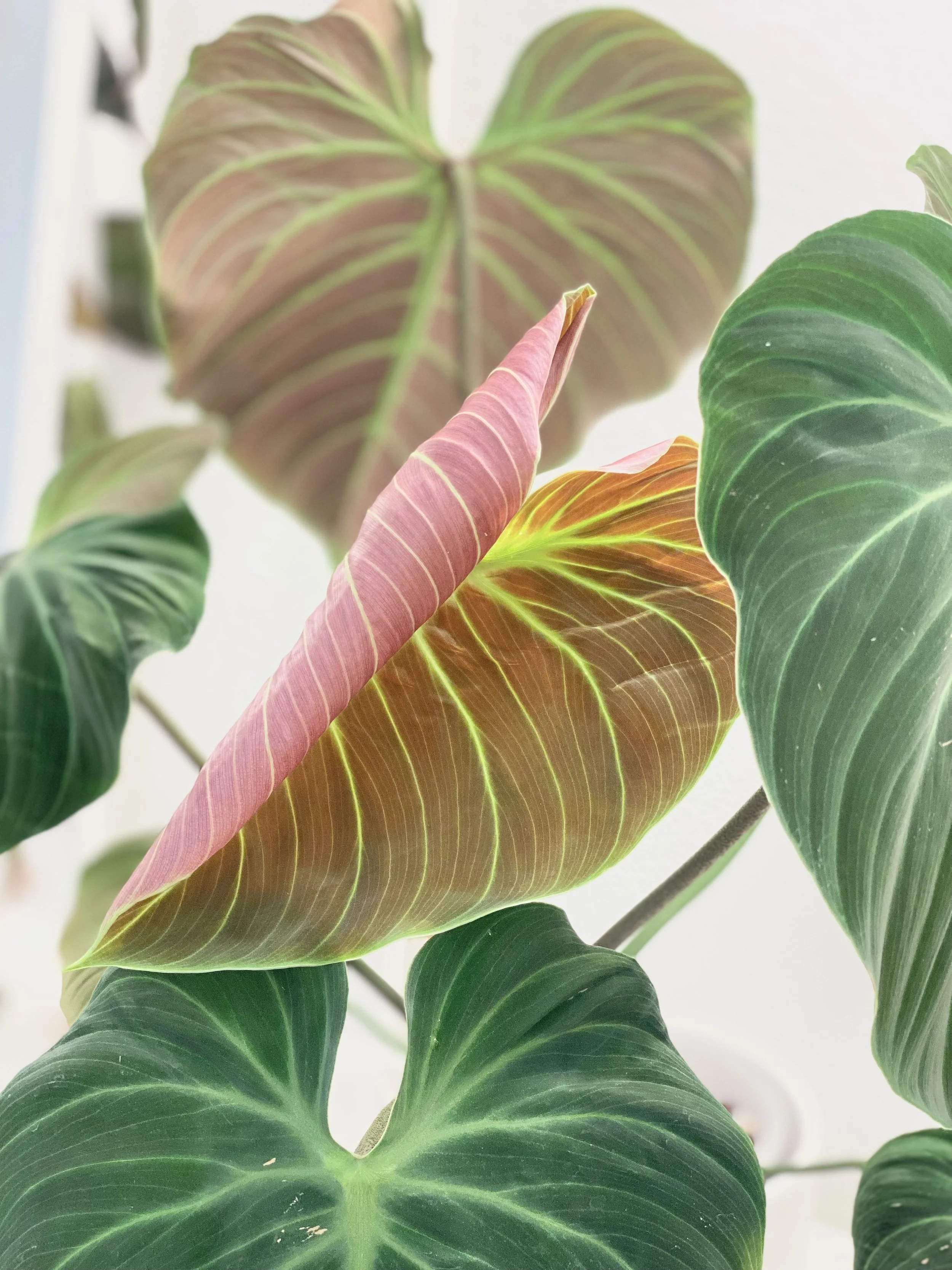 TL PLANT STUDIO