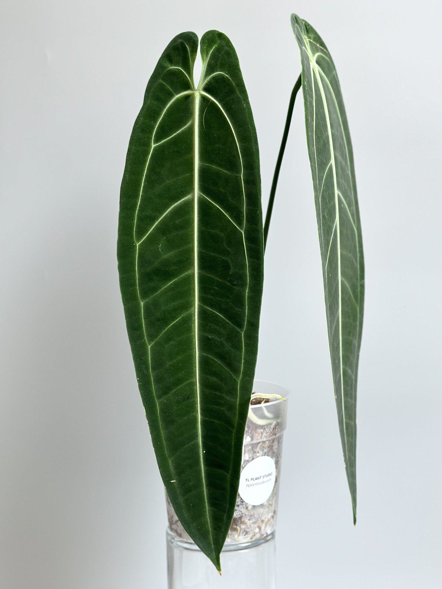 TL PLANT STUDIO
