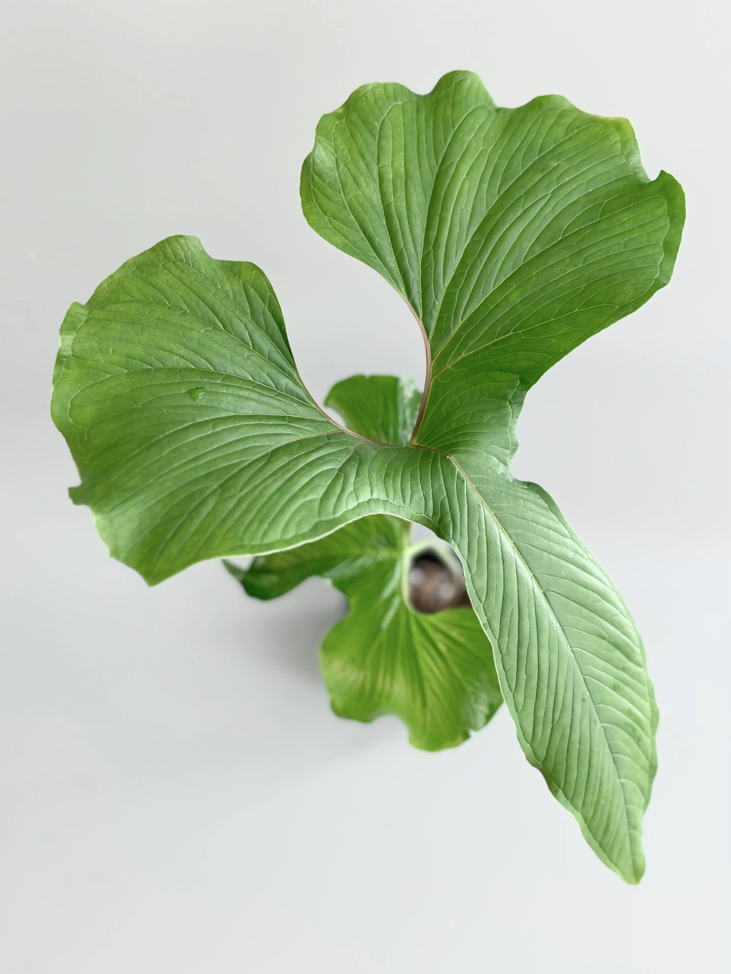 TL PLANT STUDIO