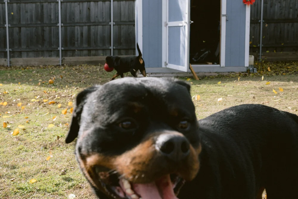 DNRottweilers inc - Serbian Rottweiler Puppies For Sale, Rottweiler ...