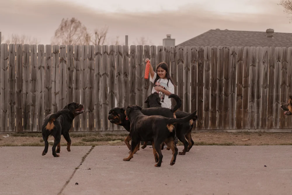 DNRottweilers inc - Serbian Rottweiler Puppies For Sale, Rottweiler ...