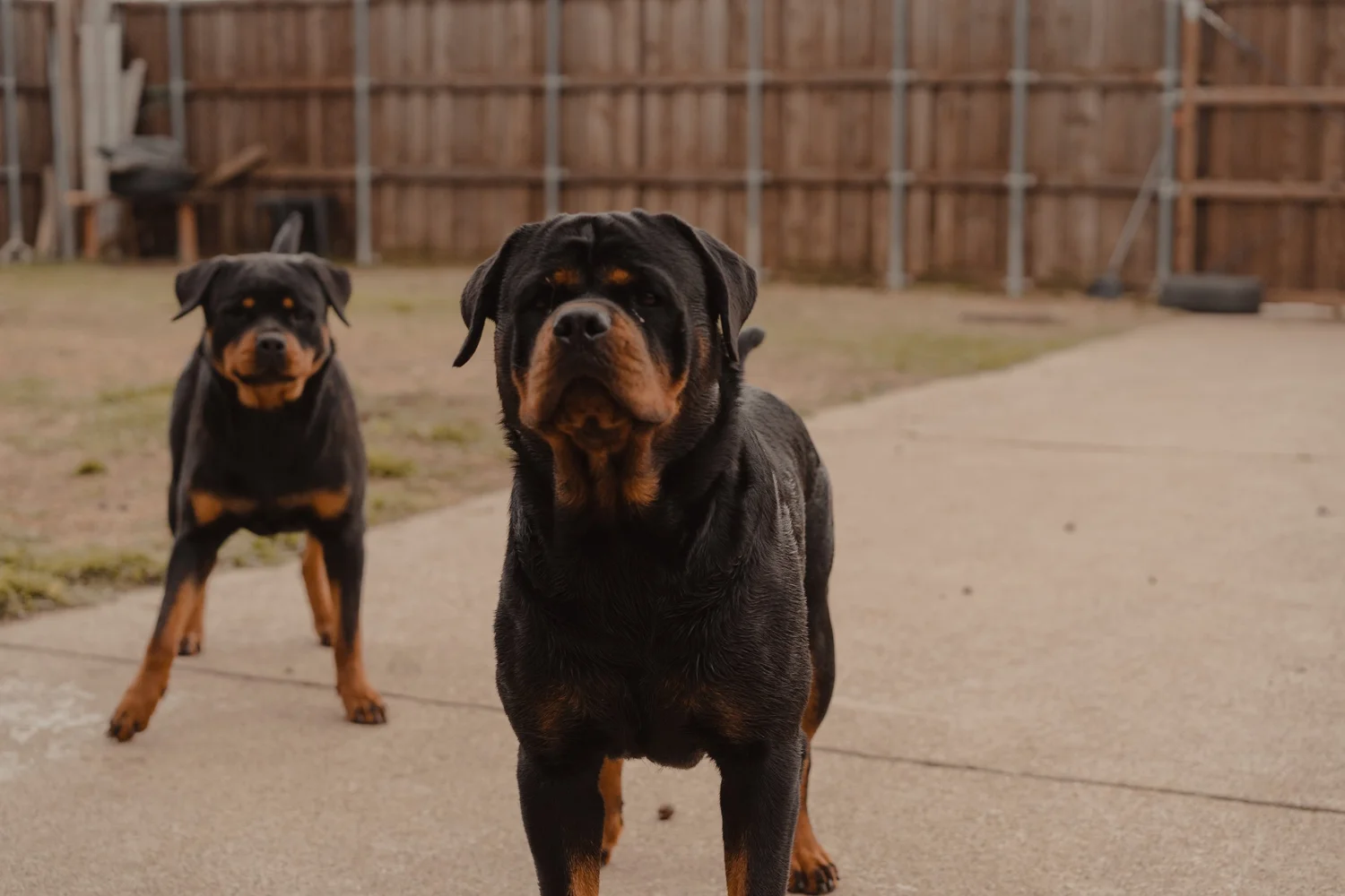 DNRottweilers Rottweiler Puppies For Sale | DNR Rottweilers
