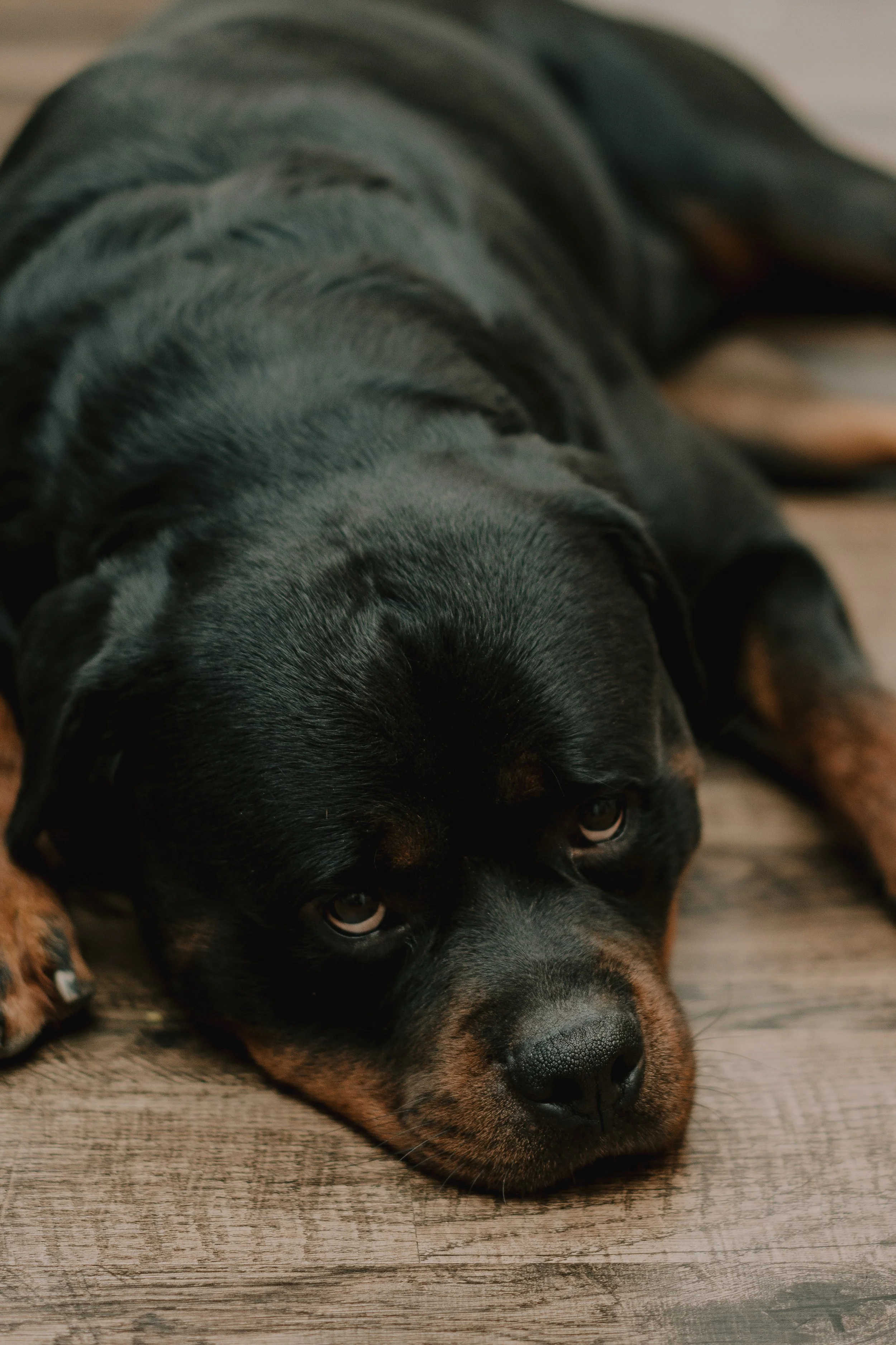 Light Brown Rottweiler Puppy