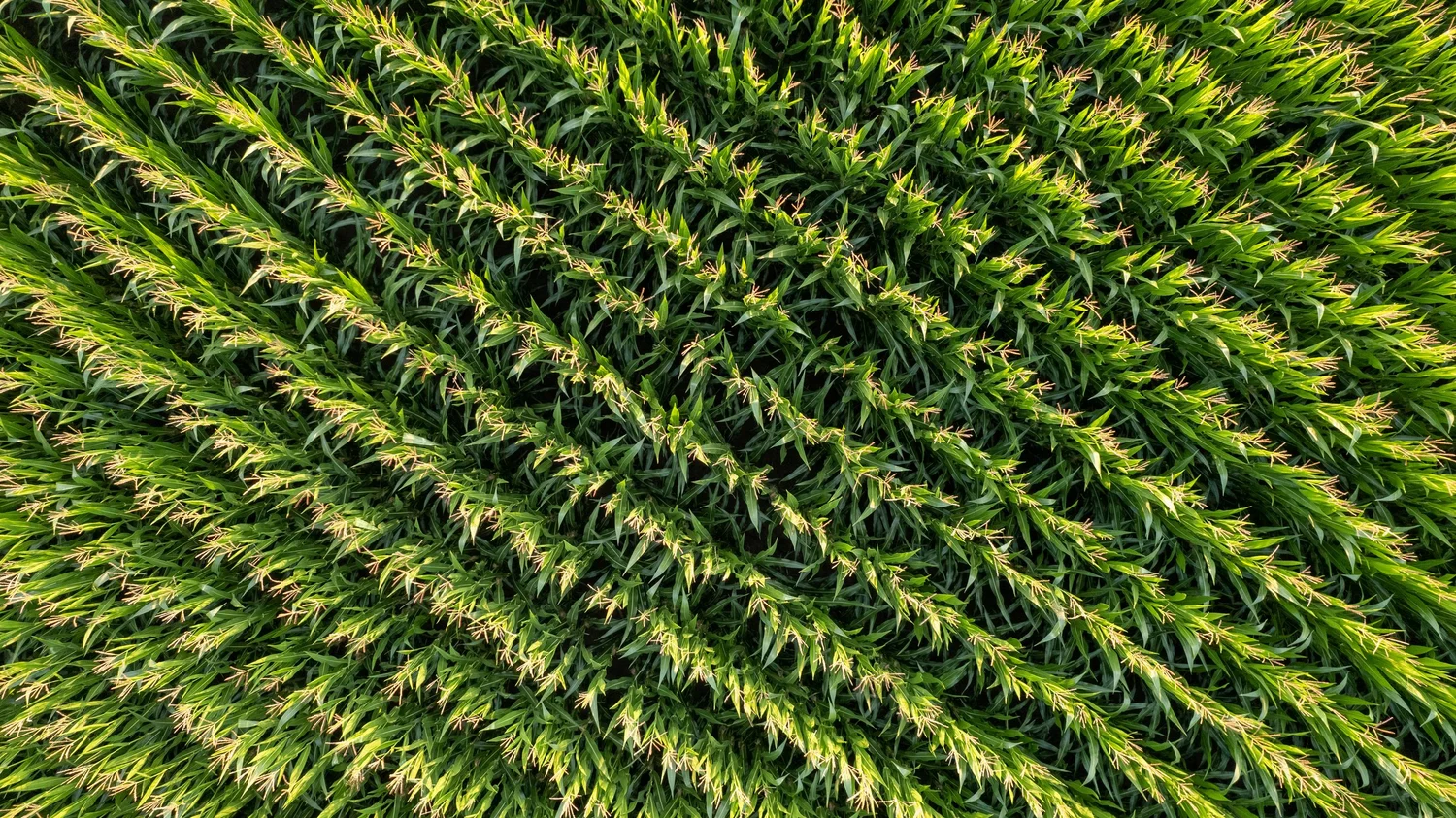 Contact Us — Integrated Ag Services