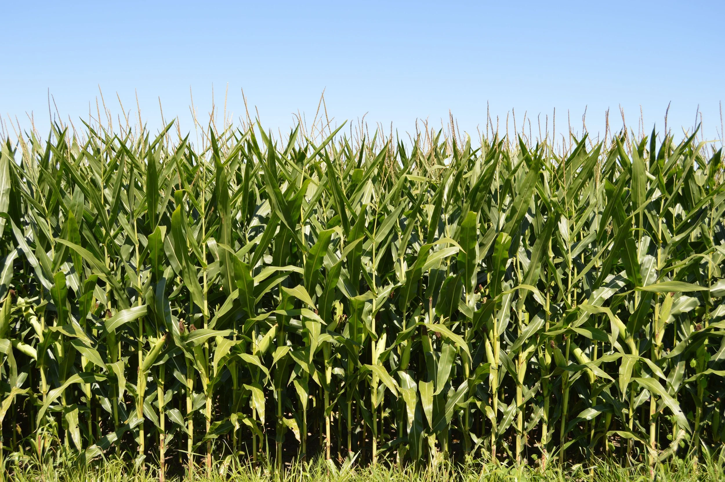 Integrated Ag Services