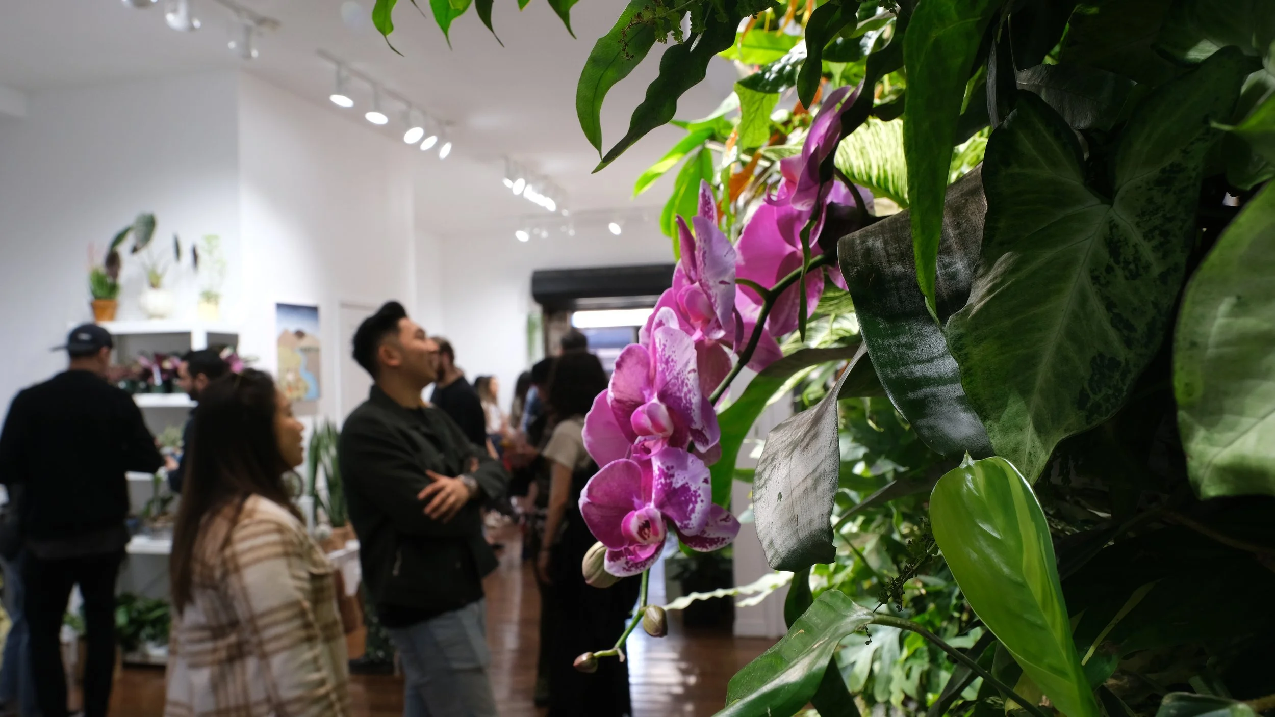 Tom Colletti x Brooklyn Horticulture