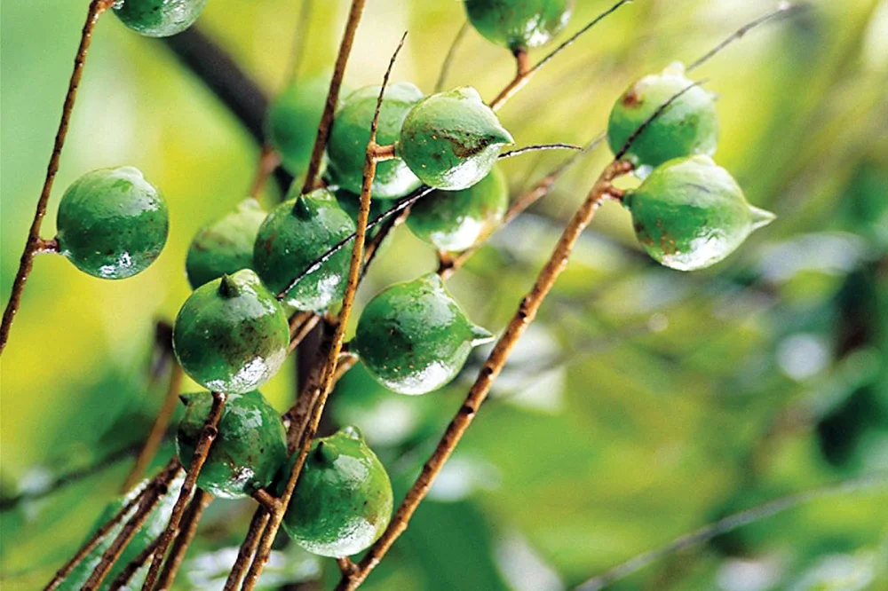 General 3 — Advanced Crop Care
