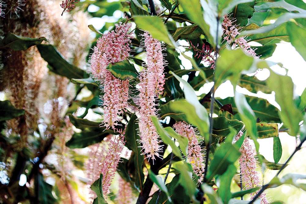 General 3 — Adv acned Crop Care