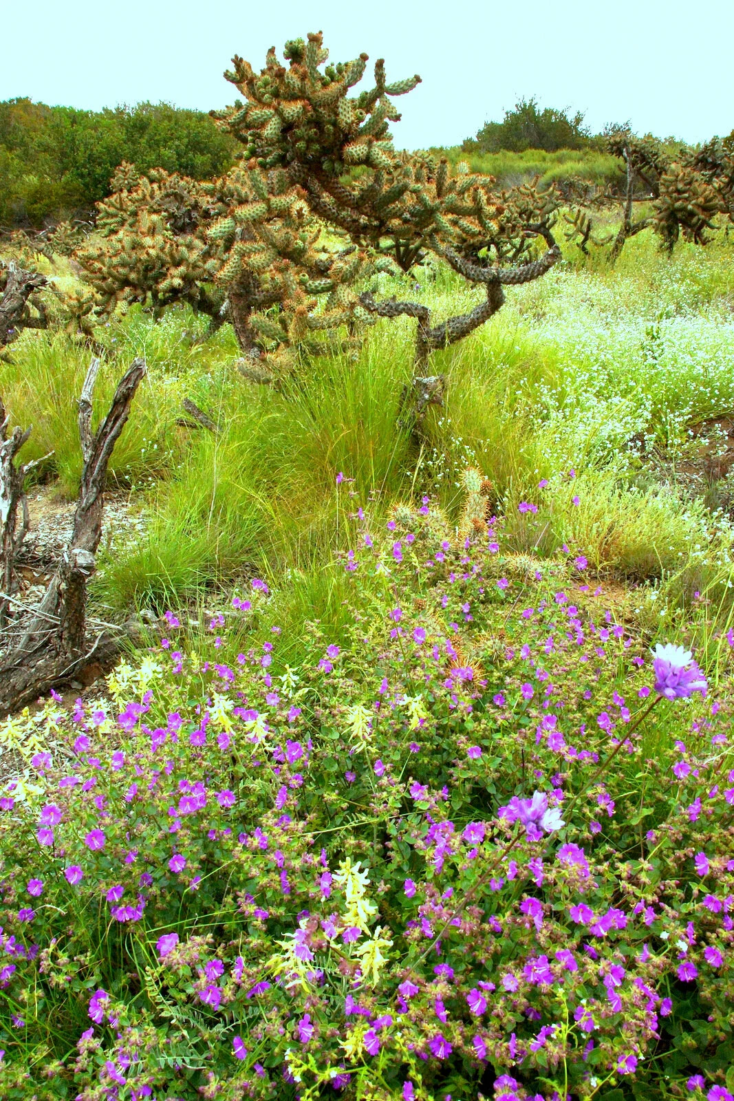 Ecological Restoration — RECON Environmental