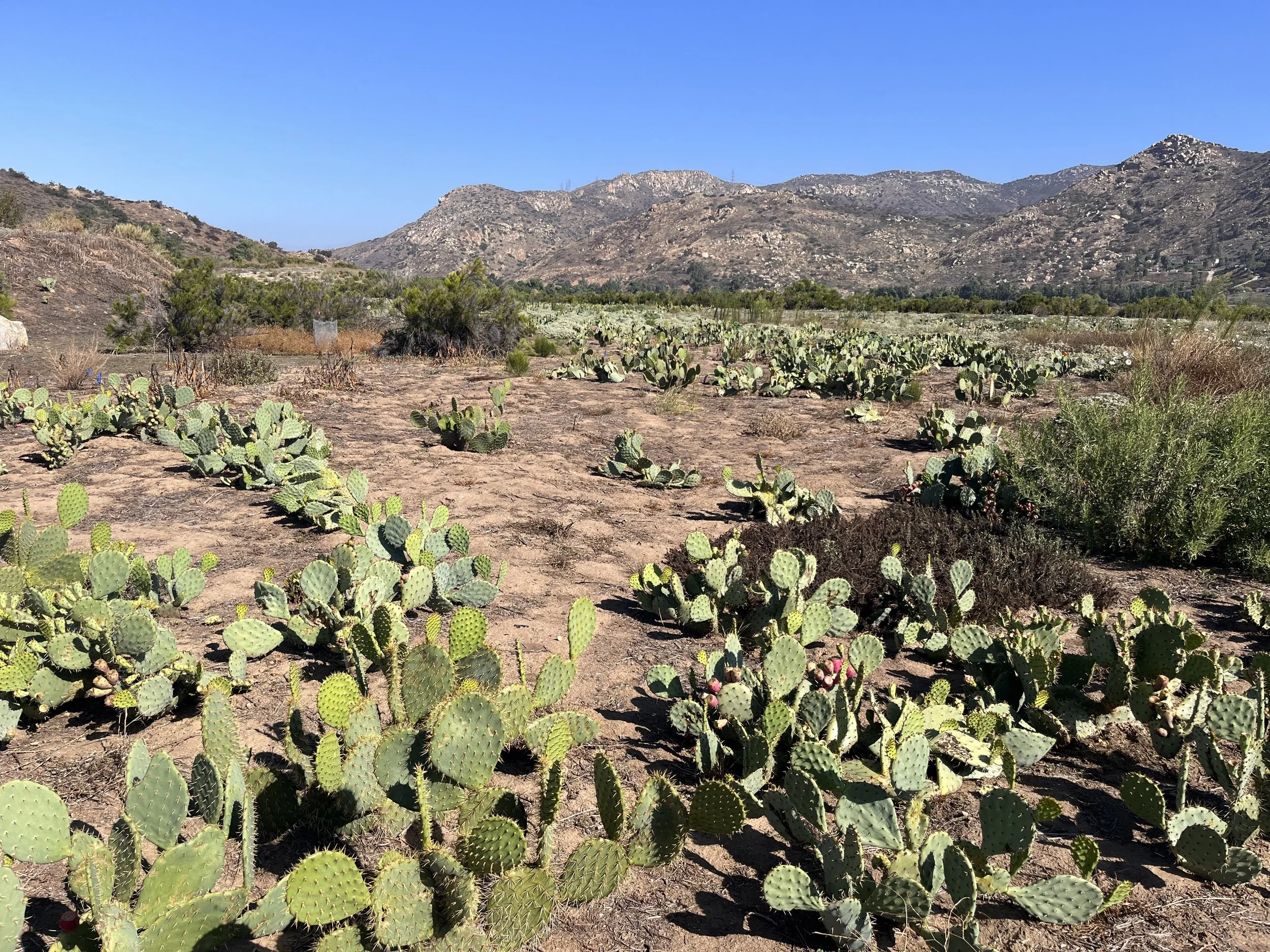 El Monte Hanson Pond Restoration Project — RECON Environmental