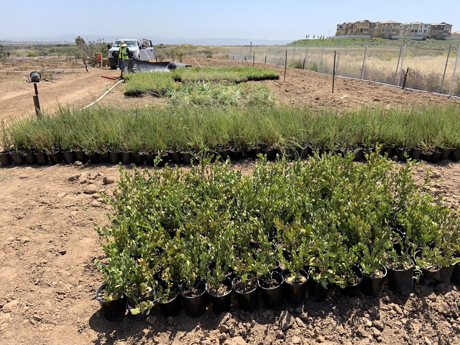 Plant & Seed Installation — RECON Environmental