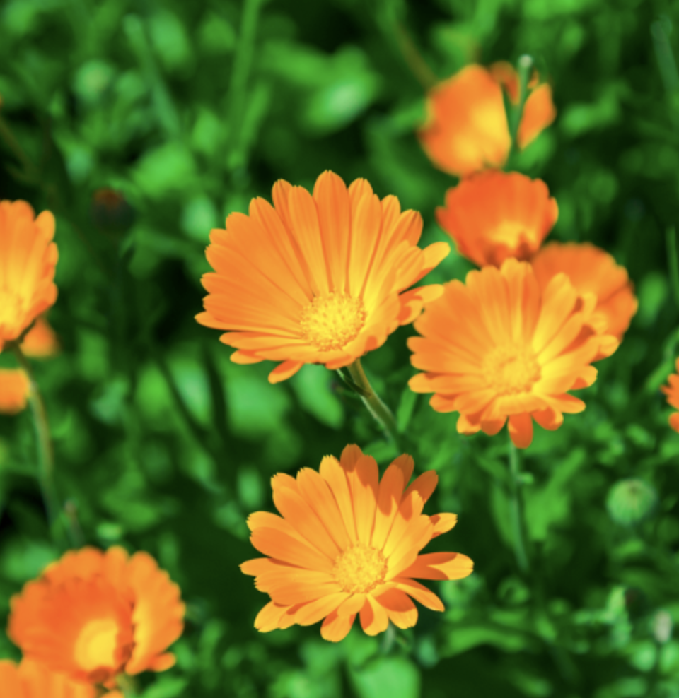 Diablo Cosmos - The Devil Tarot — The Gardeners Wife